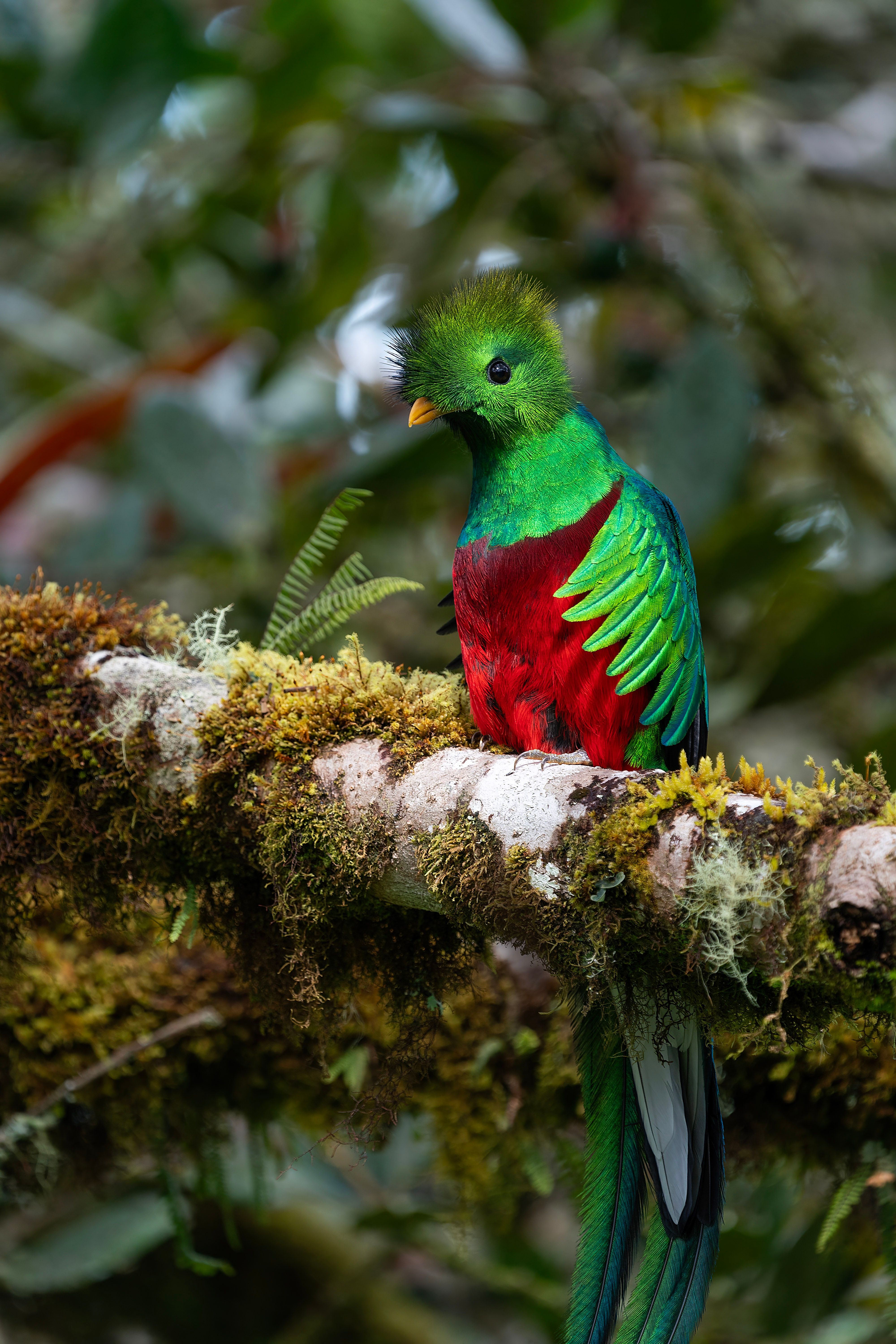 4.792+ Fotos y Imágenes de Quetzal Gratis · Banco de Fotos Gratis