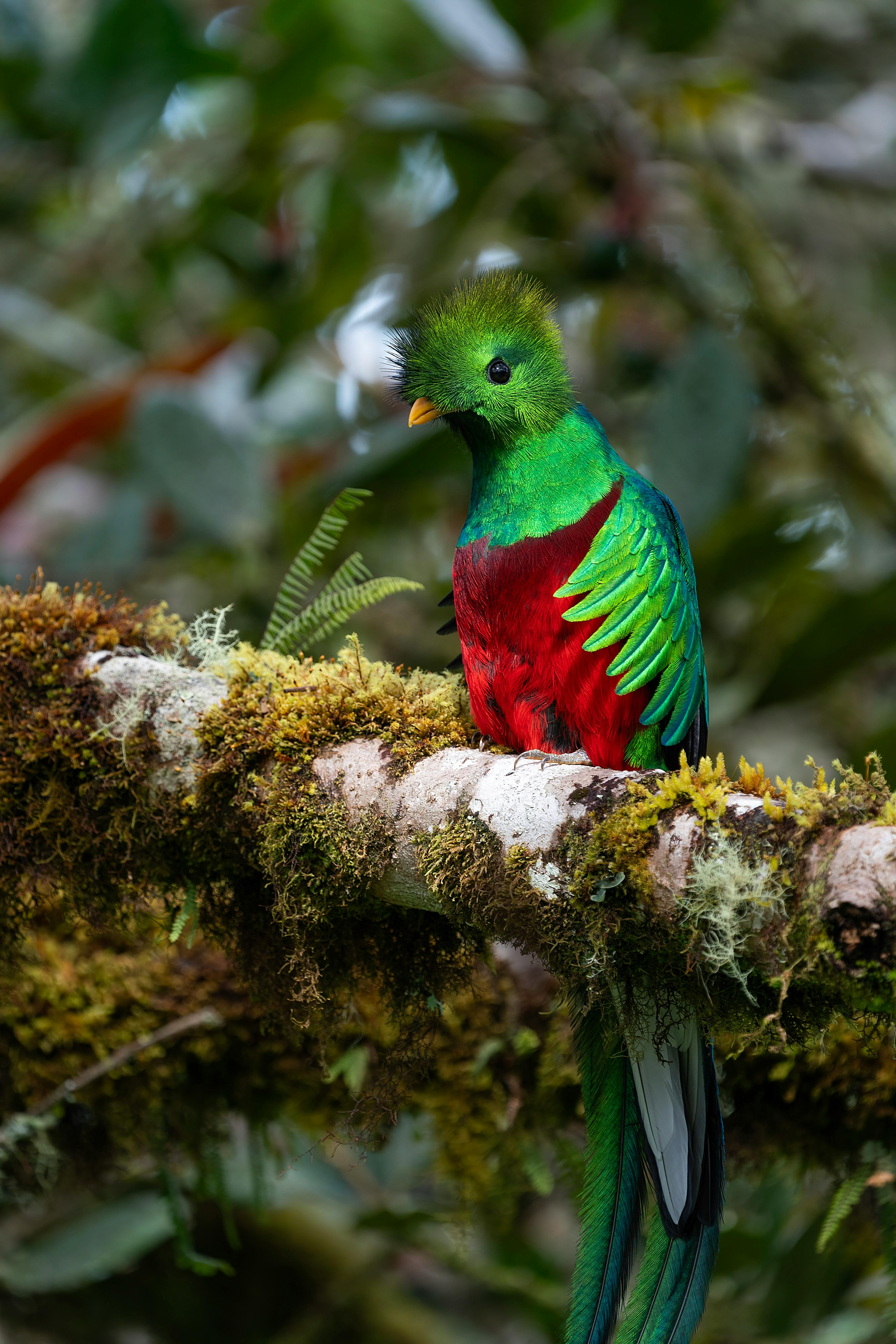 Resplendent Quetzal Bird Flight Sequence in a Foggy Rainforest · Free ...