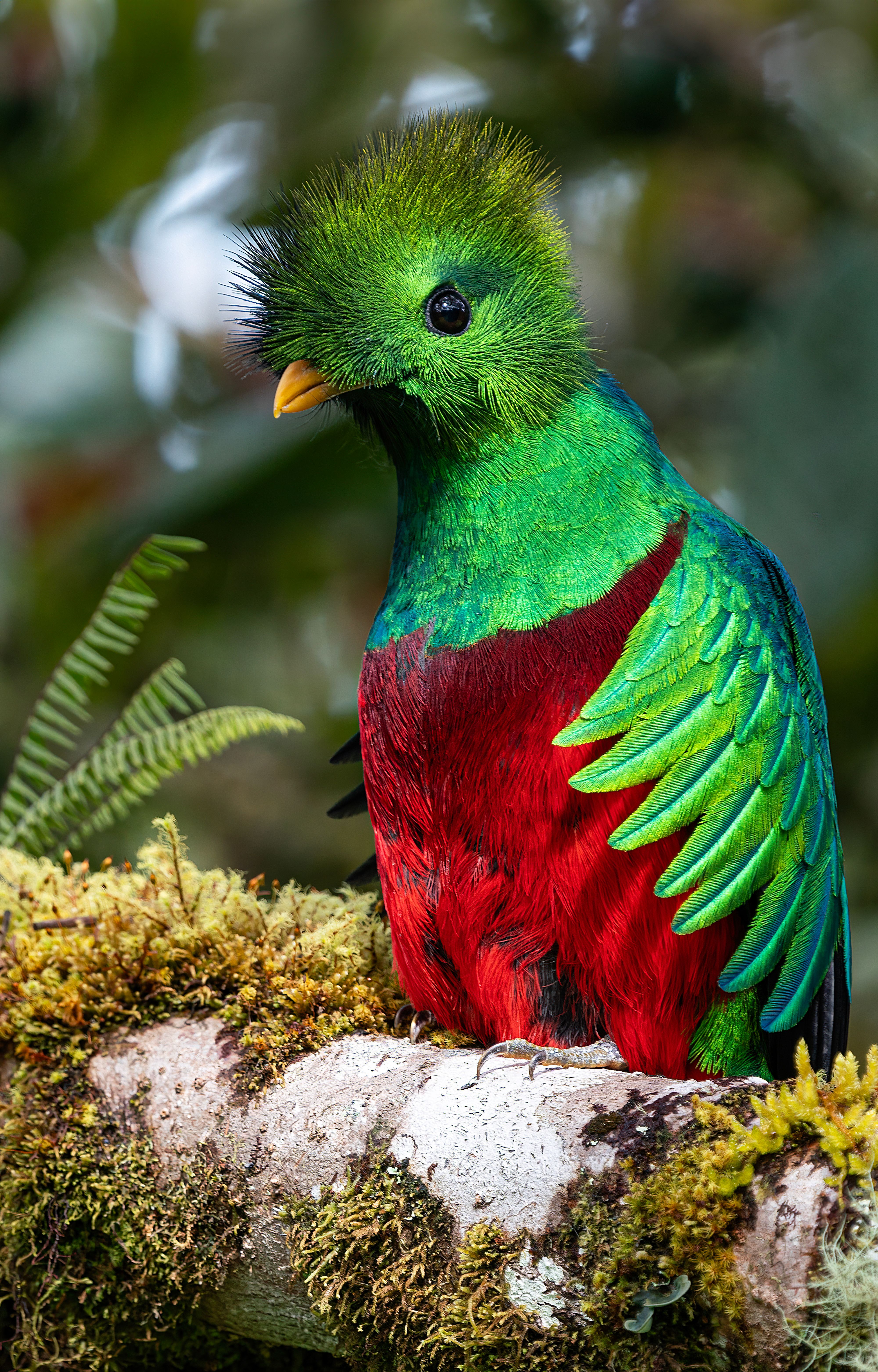 Quetzal Resplandeciente En Una Rama Cubierta De Musgo En El Bosque ...