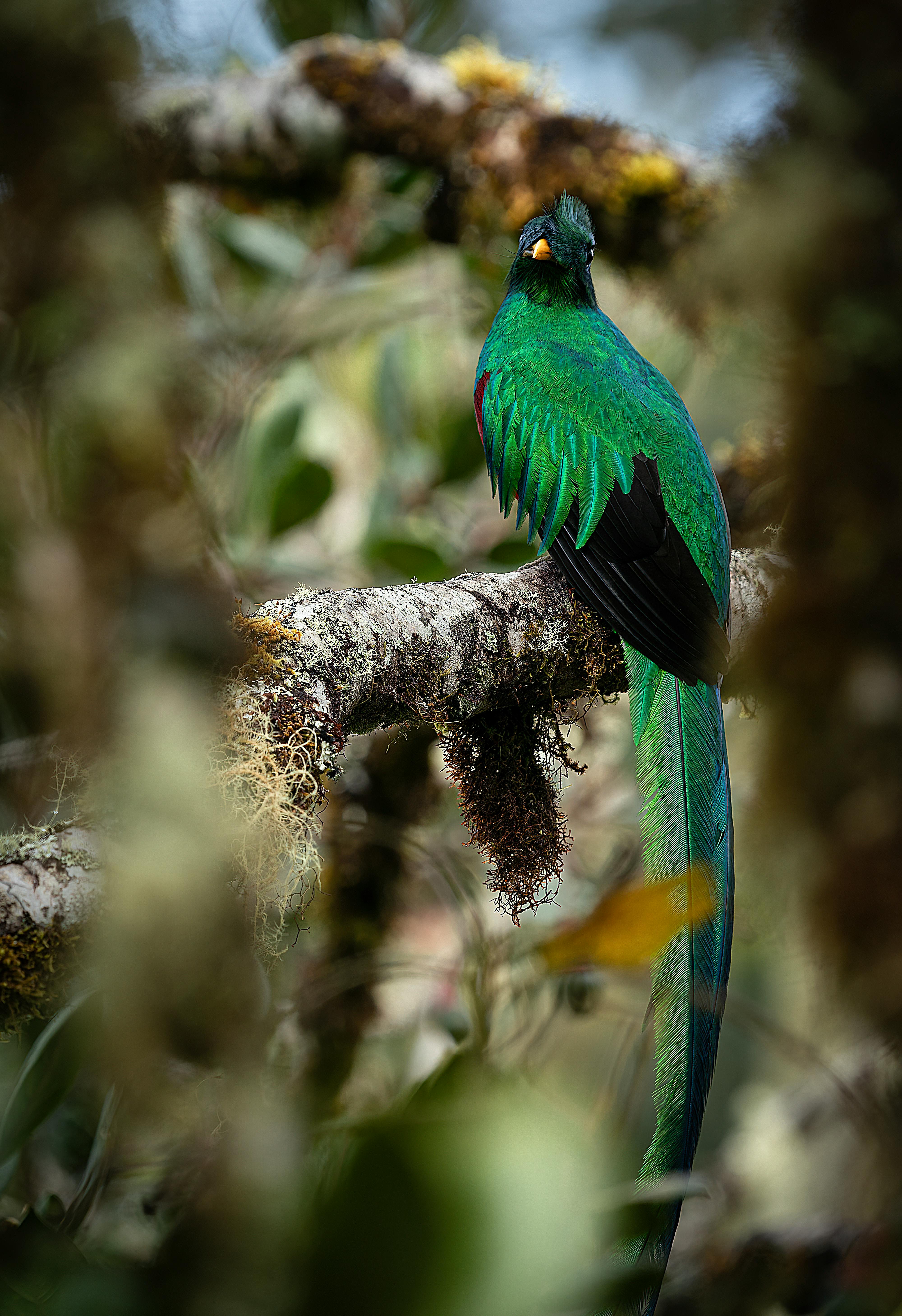 Resplendent Quetzal Bird Flight Sequence in a Foggy Rainforest · Free ...