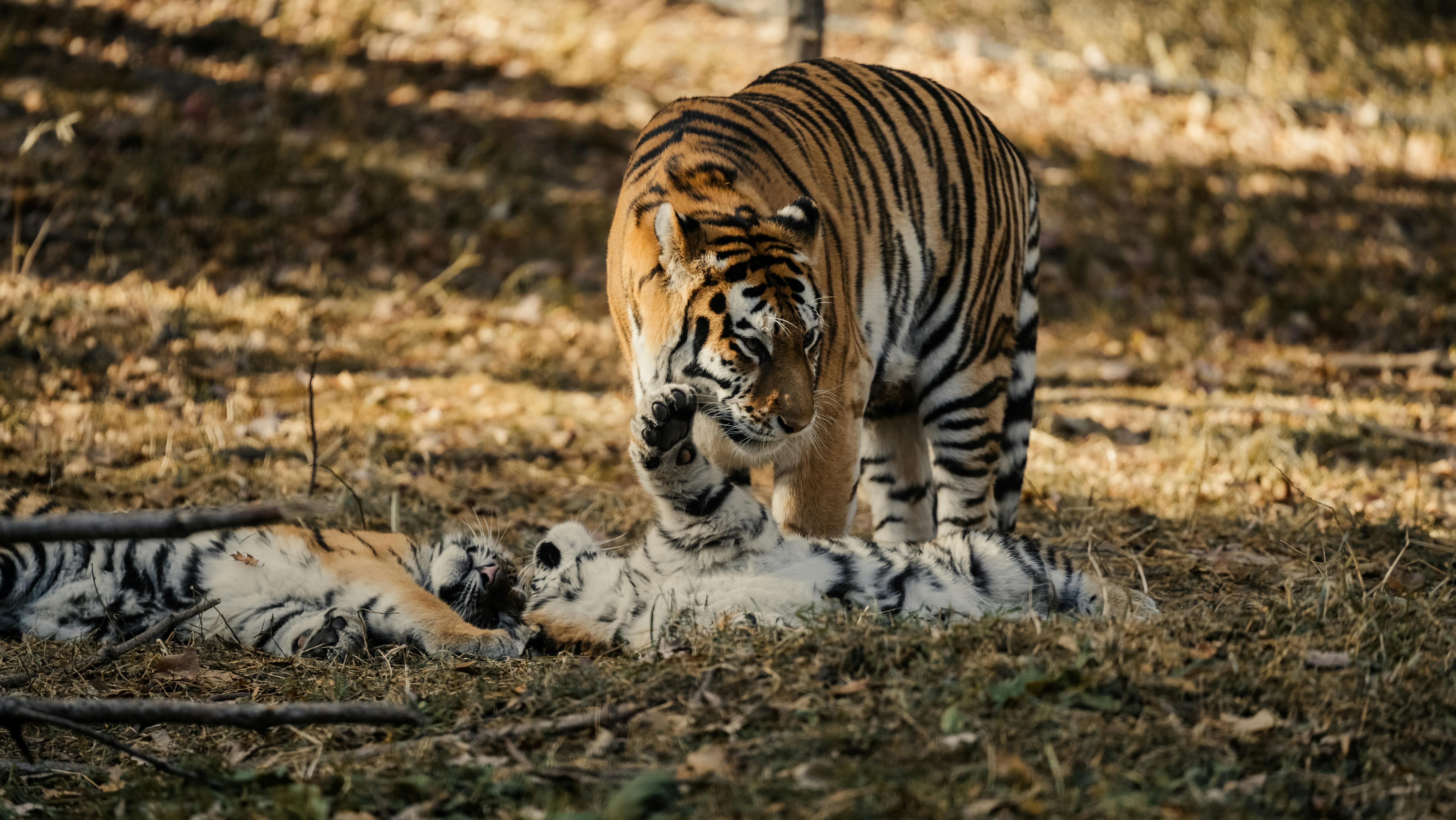 Majestic Bengal Tiger with Playful Cubs in the Wild · Free Stock Photo