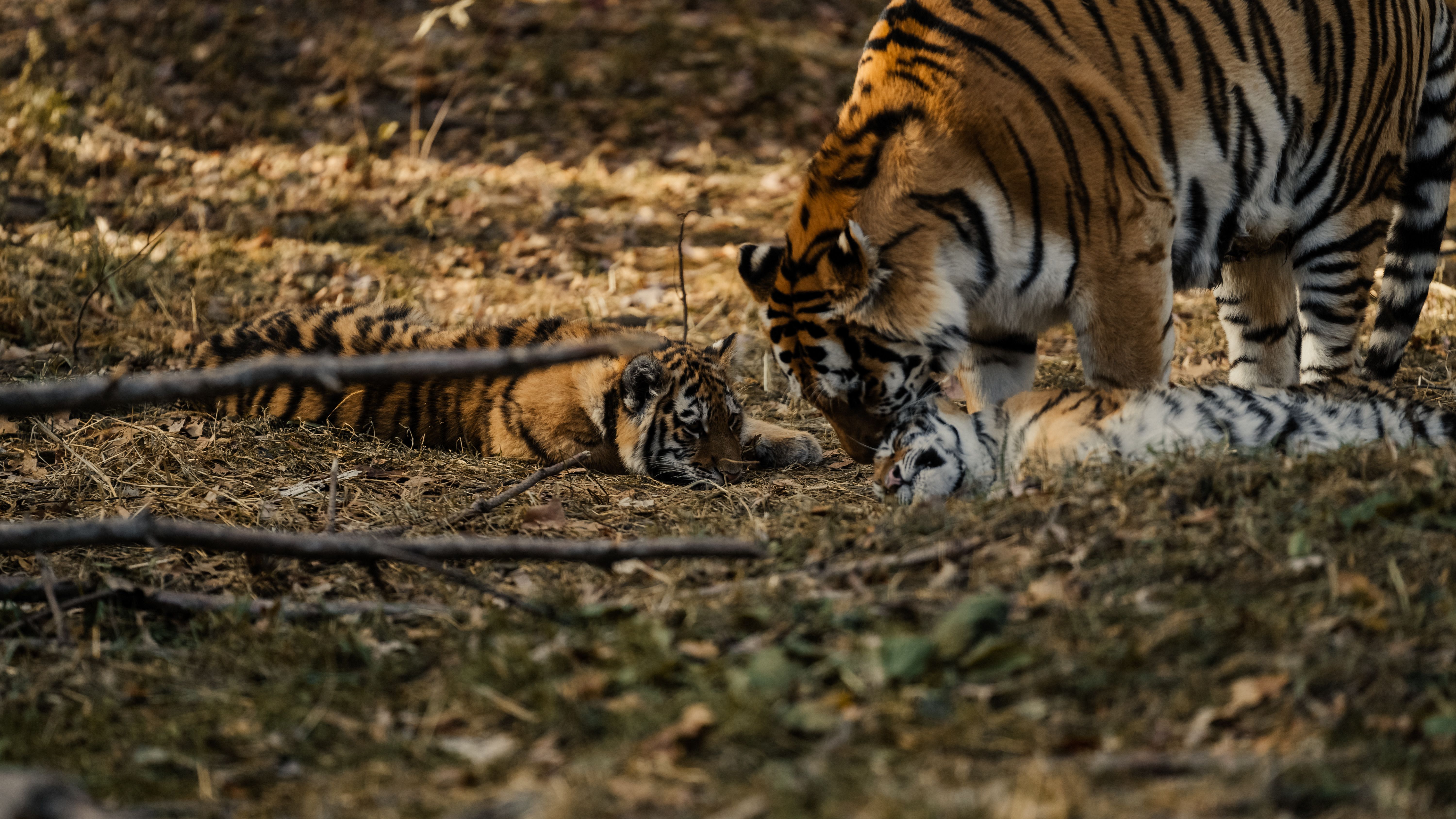 Tender Moment of Tiger Family in the Wild · Free Stock Photo