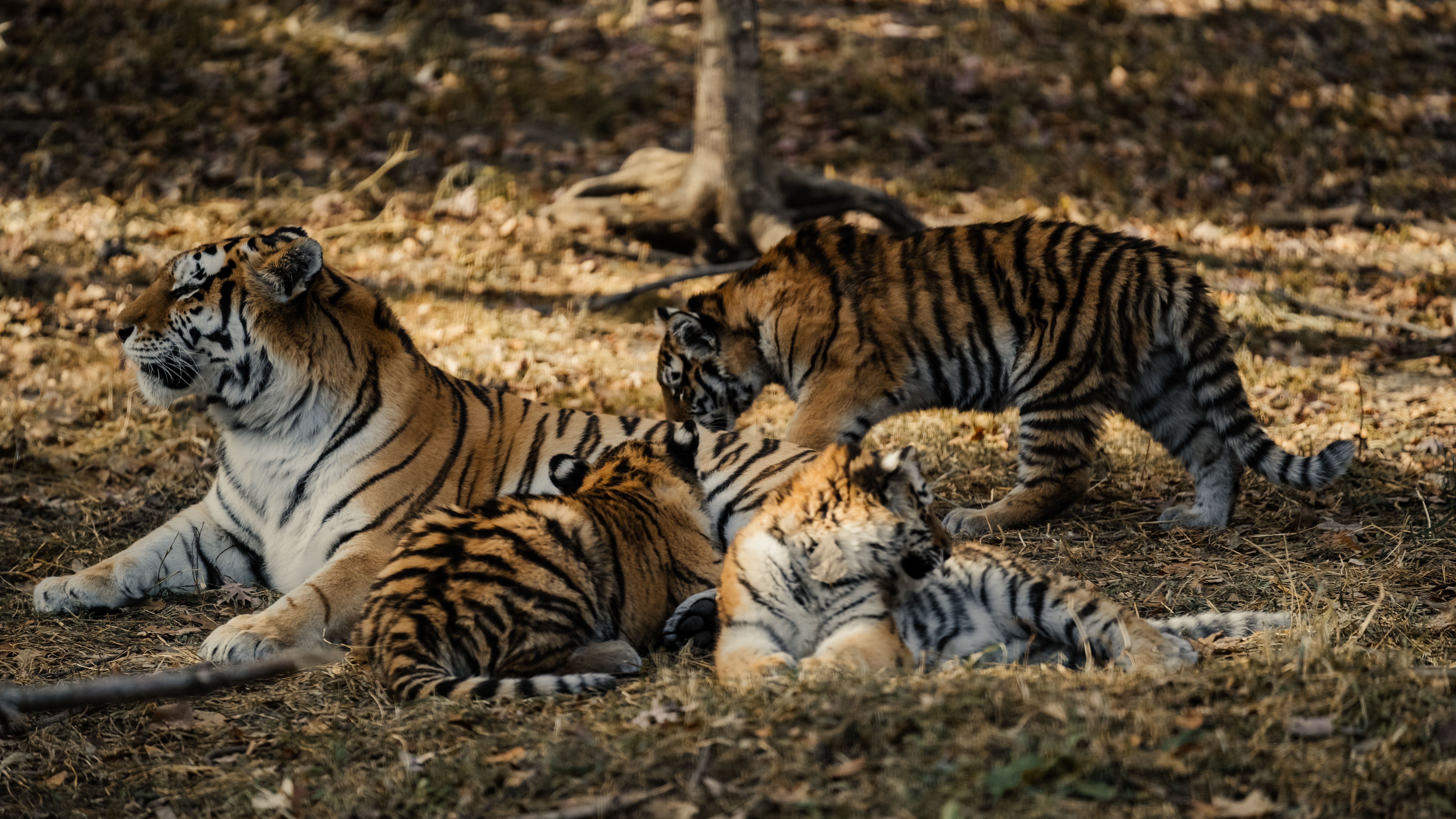 Tiger Mother with Playful Cubs in the Wild · Free Stock Photo