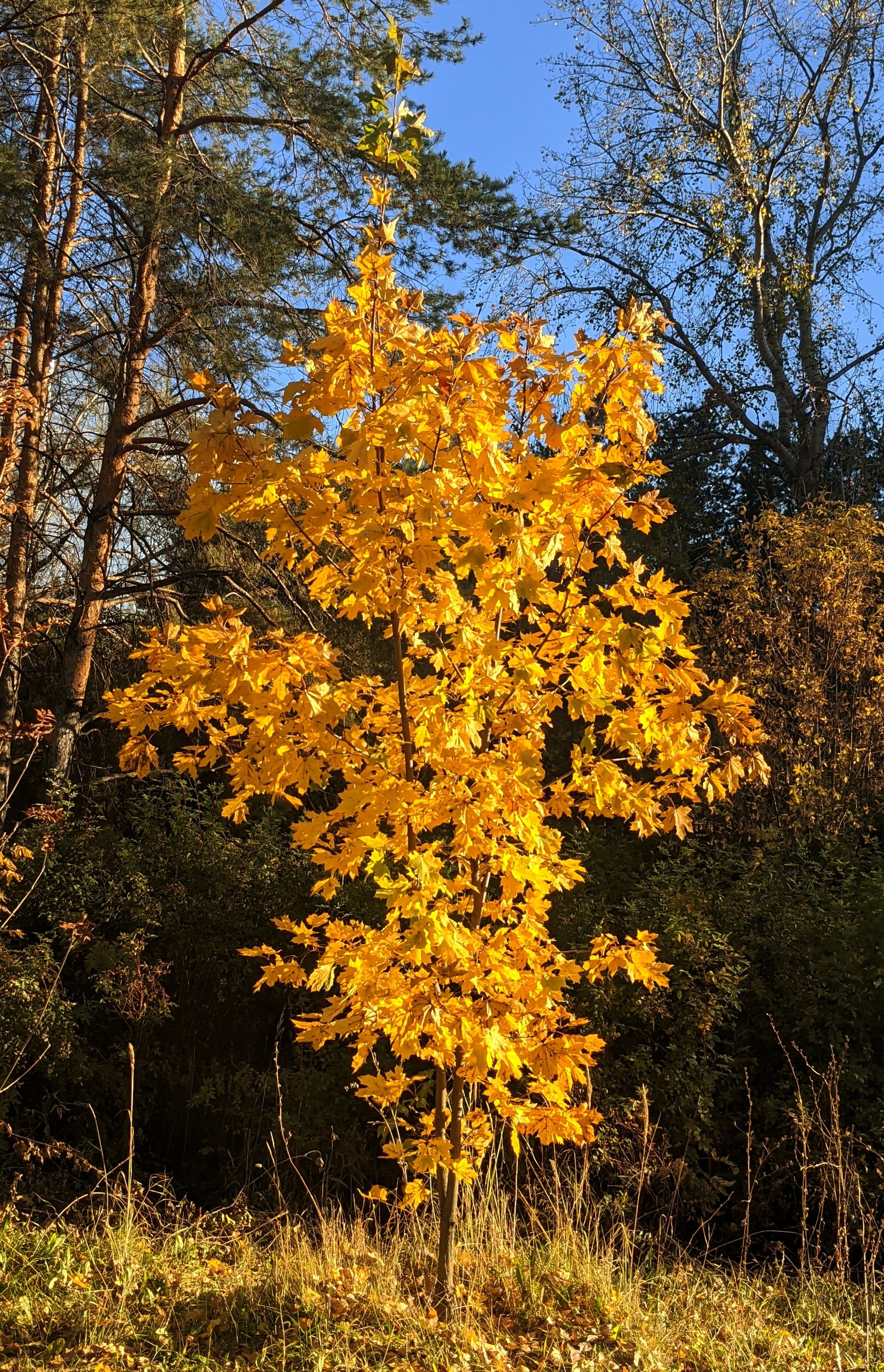 Golden Maple Tree in Autumn Forest · Free Stock Photo