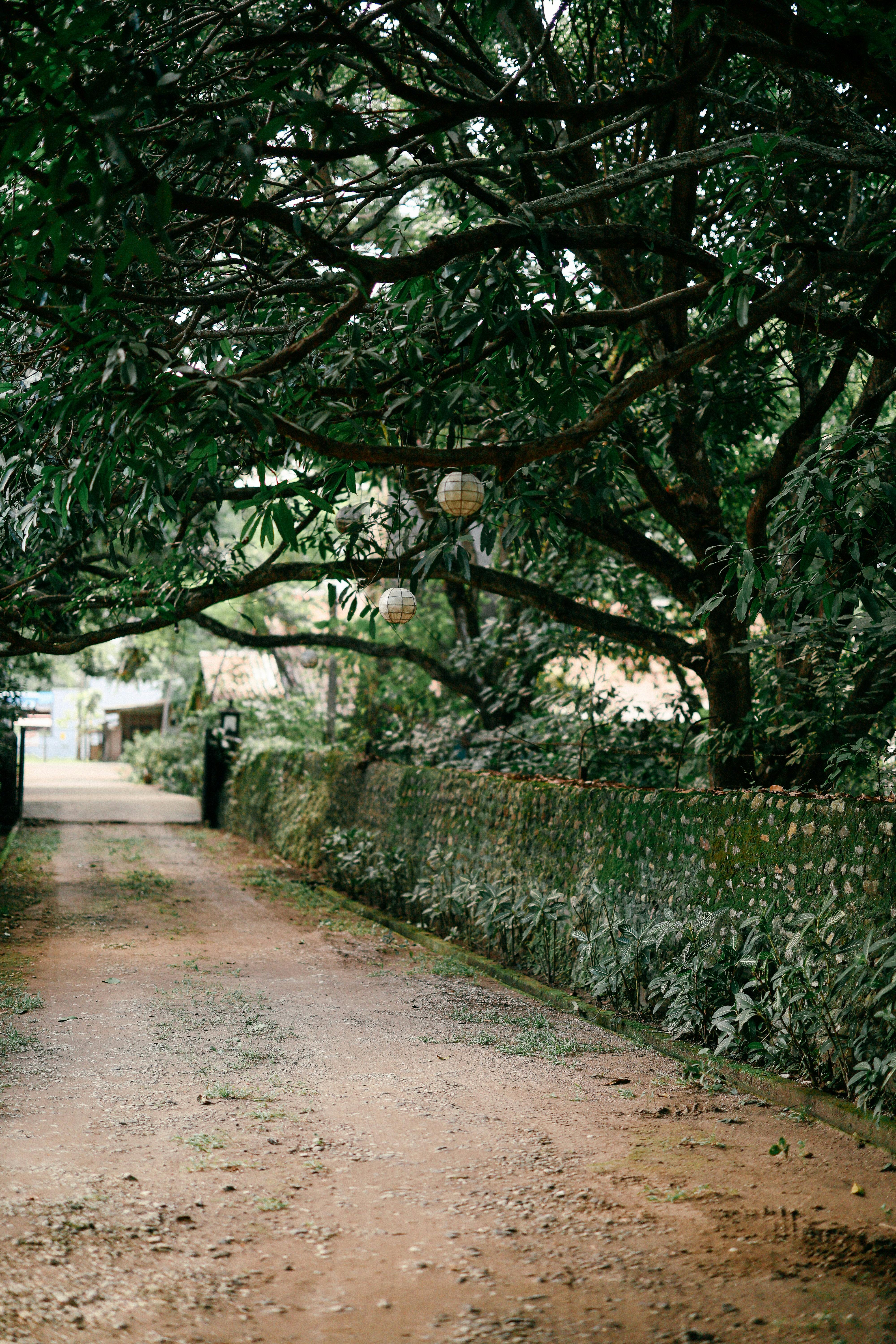 Tranquil Tree-Lined Pathway in Lush Garden · Free Stock Photo