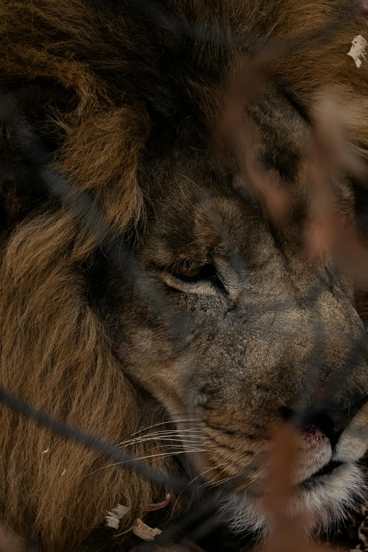 60.000+ Foto Wallpaper Singa Terbaik · Unduh Gratis 100% · Foto Stok Pexels