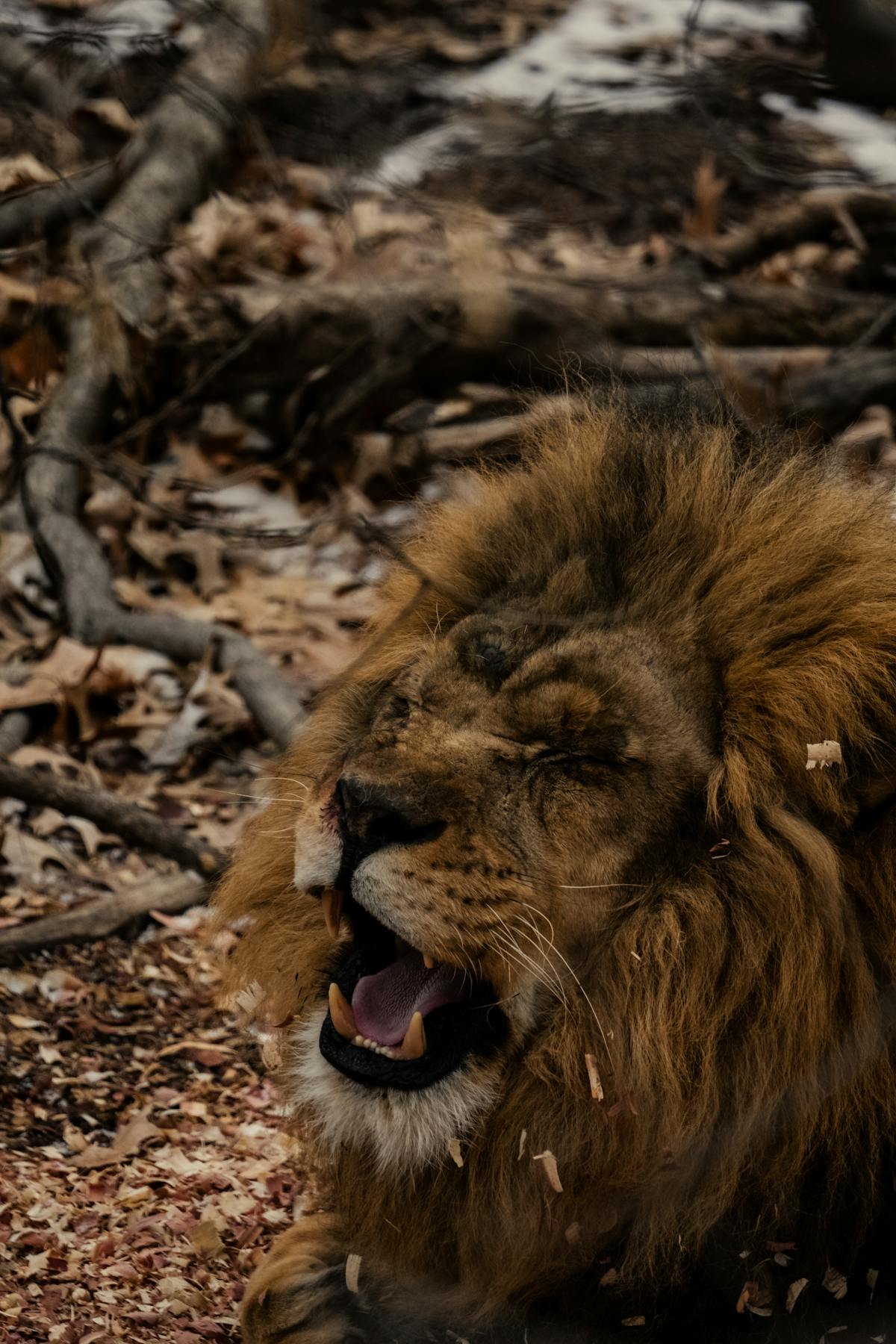 Roaring Lion Photos, Download The BEST Free Roaring Lion Stock Photos ...