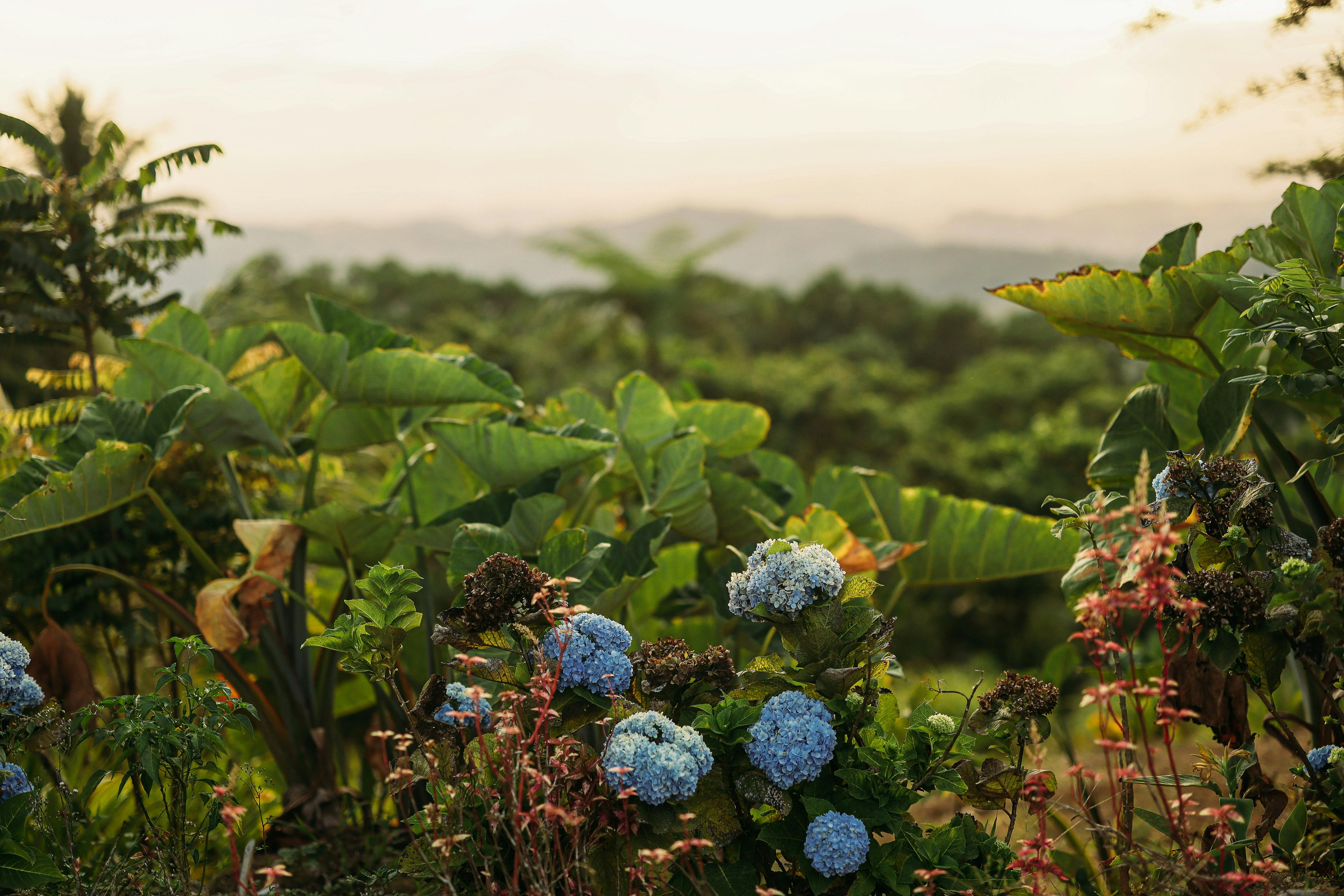 Vibrant Tropical Garden with Blue Hydrangeas at Sunset · Free Stock Photo