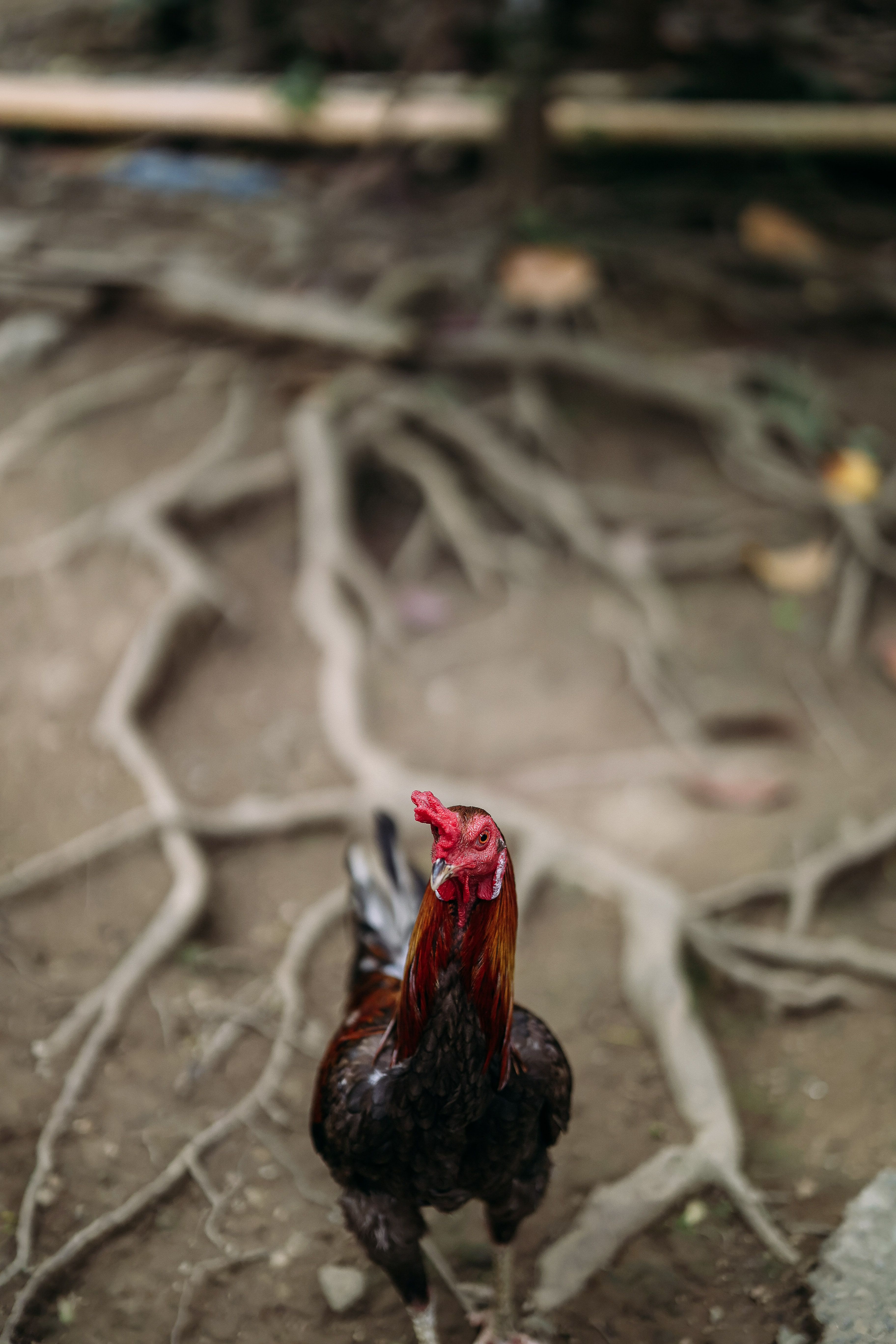 Close-up of Rooster in Natural Habitat · Free Stock Photo
