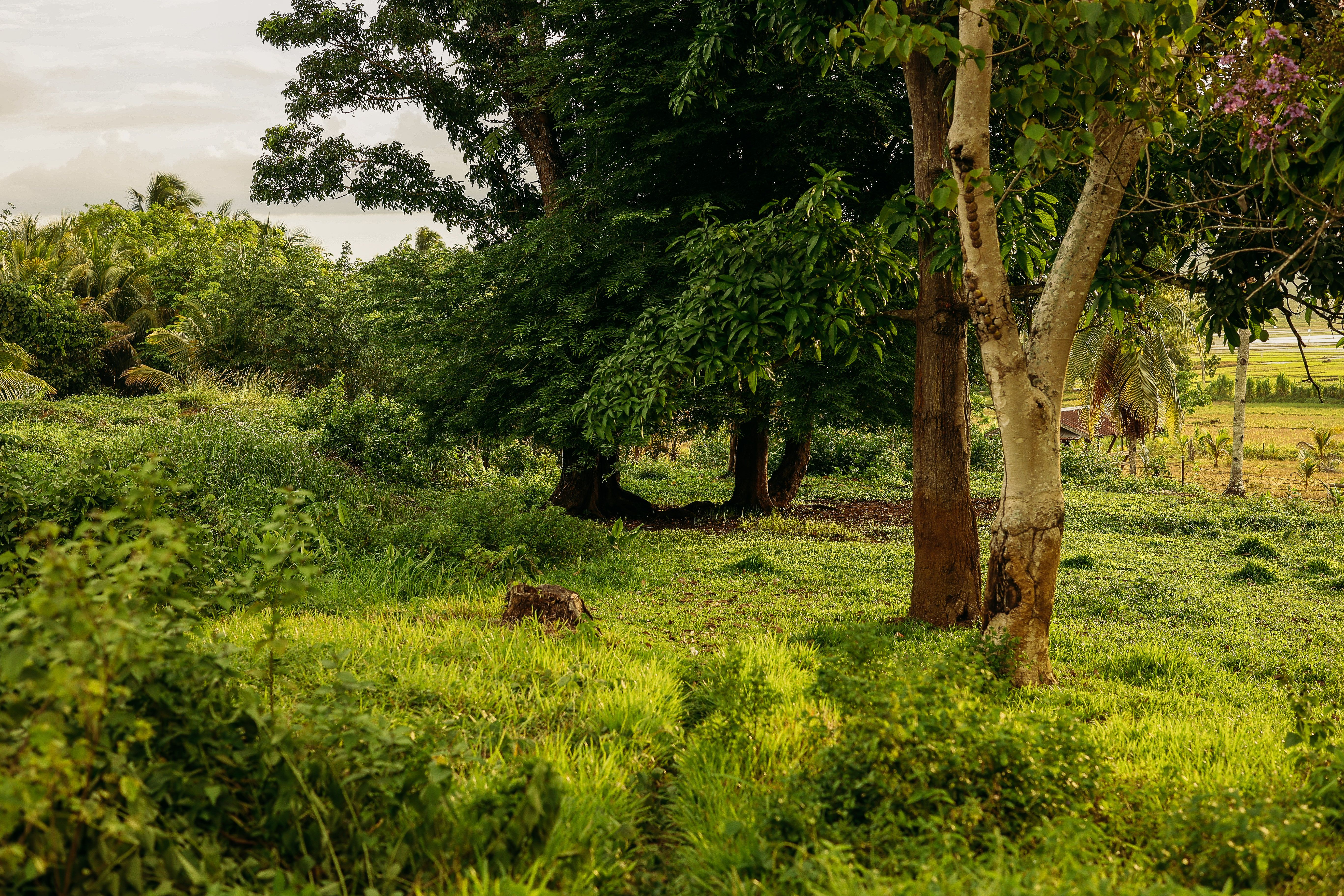 Lush Green Landscape with Trees and Grass · Free Stock Photo