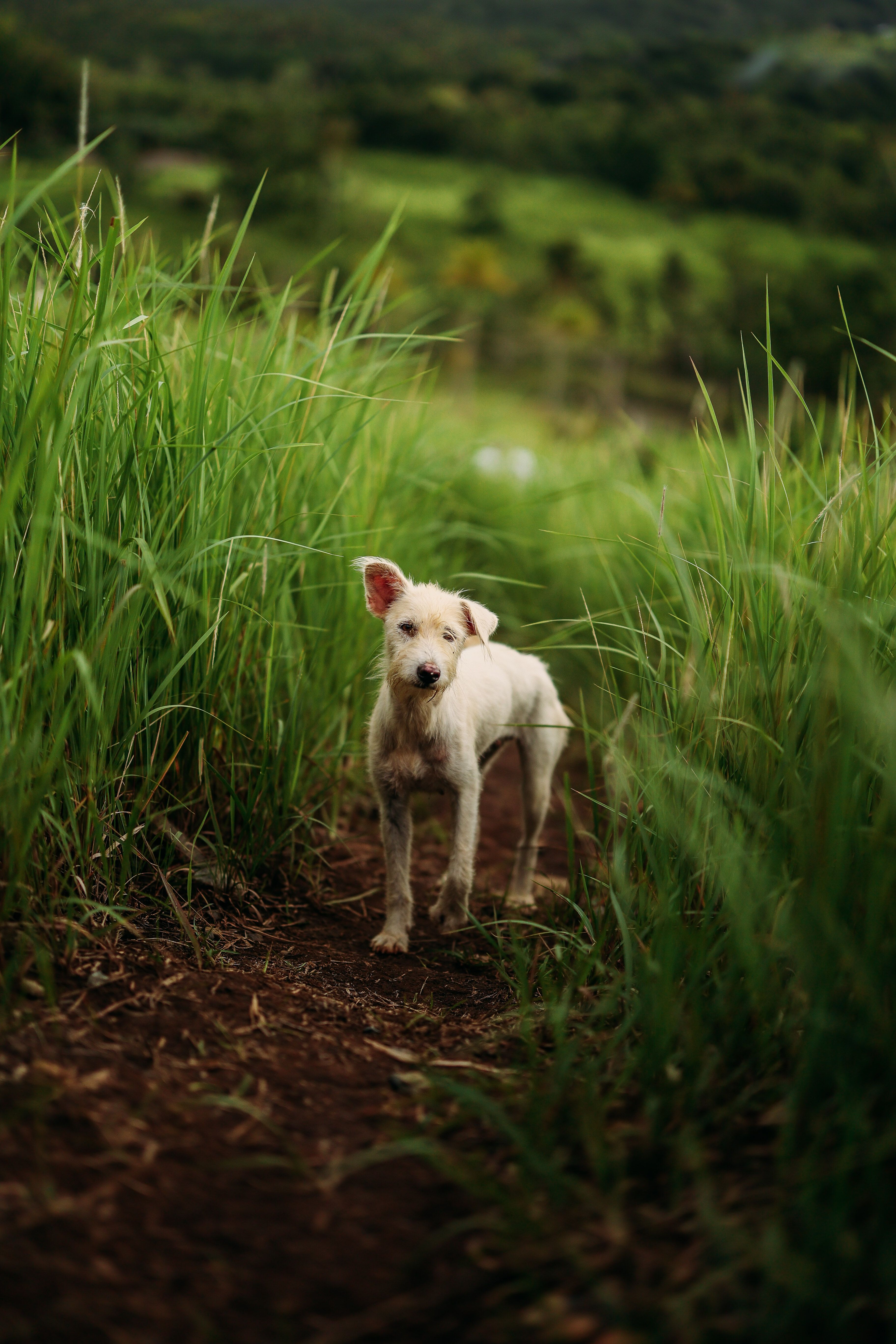 Cute Dog Exploring Lush Green Pathway · Free Stock Photo