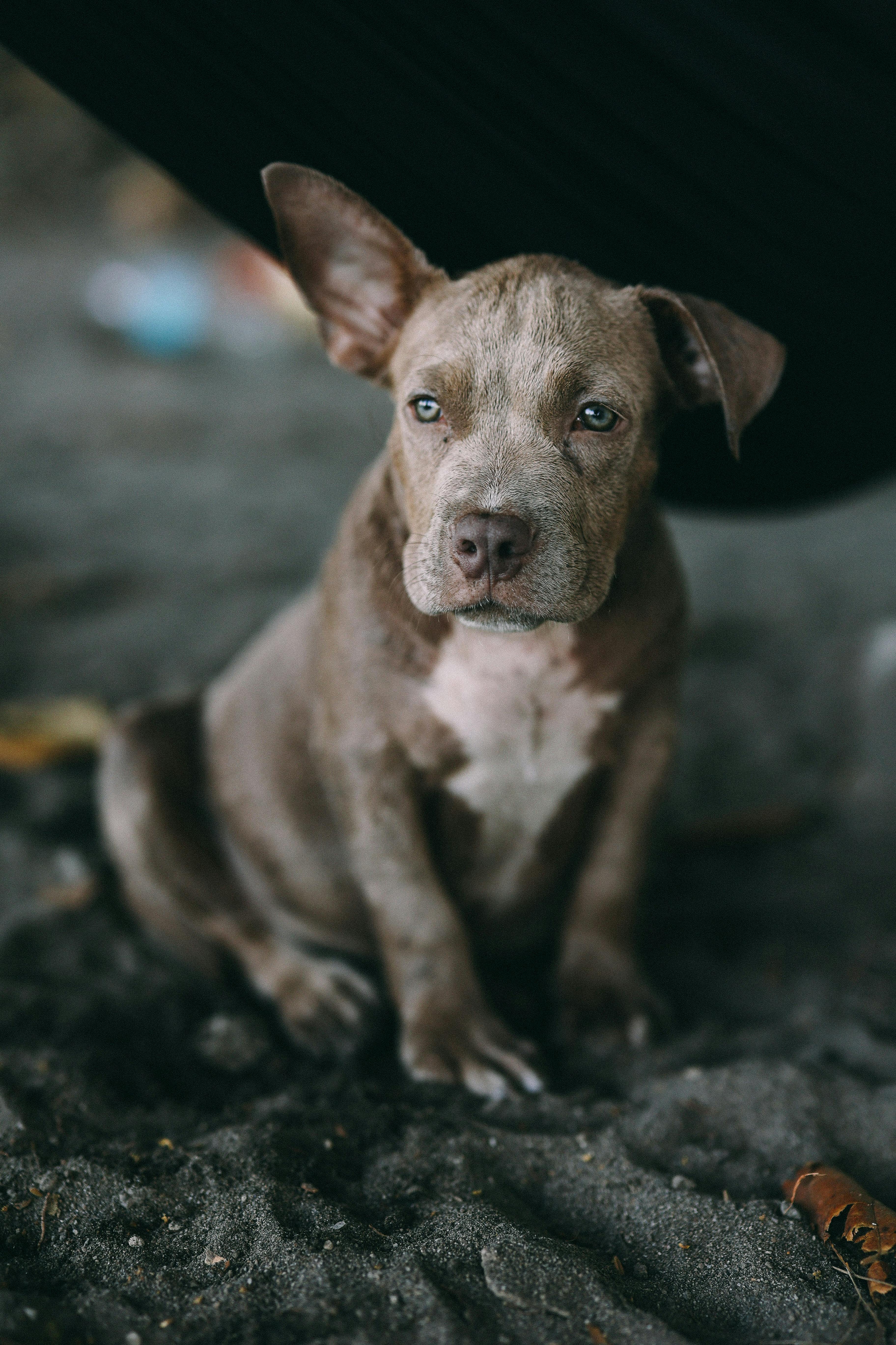 Cute Pit Bull Puppy Sitting on Beach Sand · Free Stock Photo