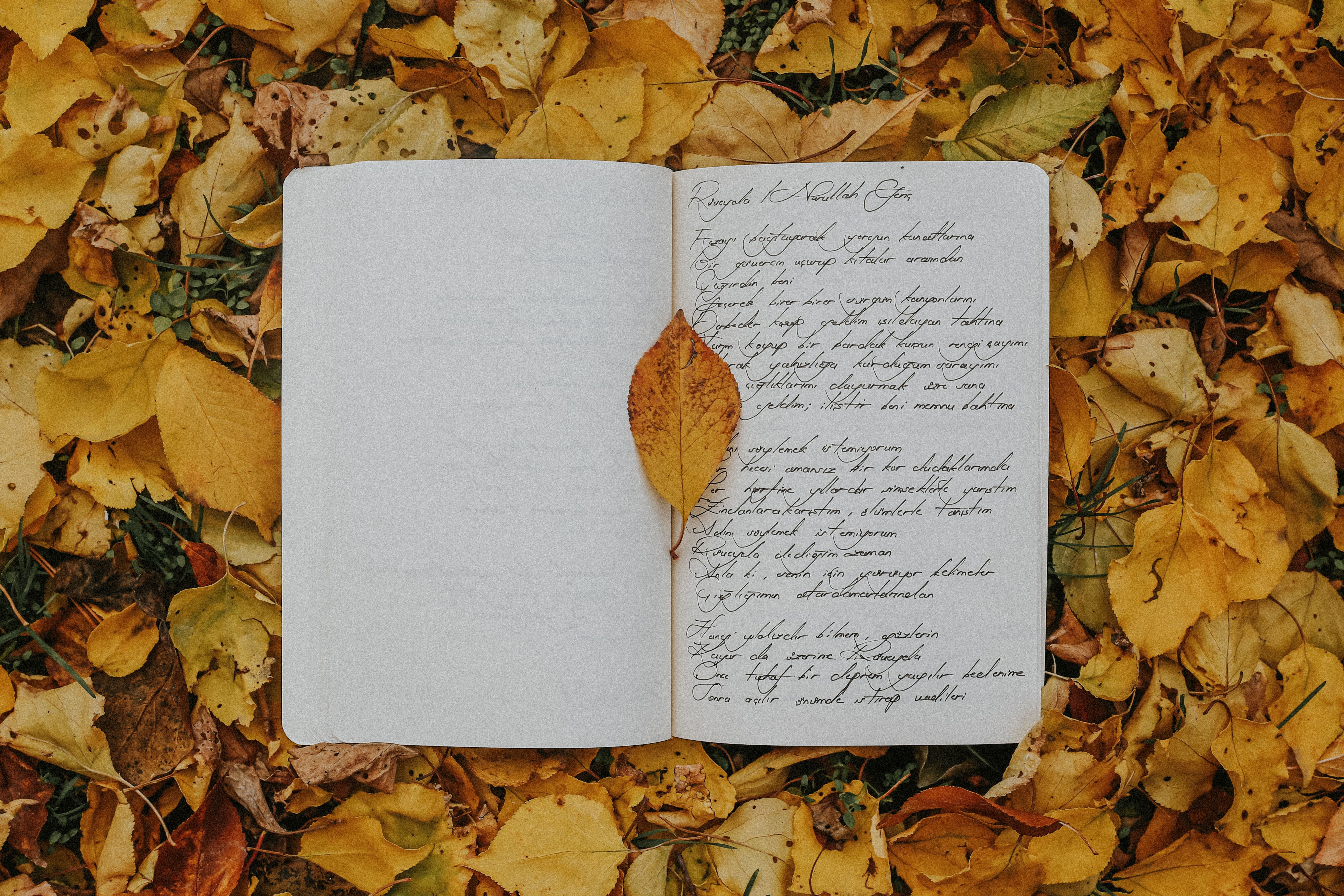 Libro Abierto Rodeado De Hojas De Otoño · Foto de stock gratuita