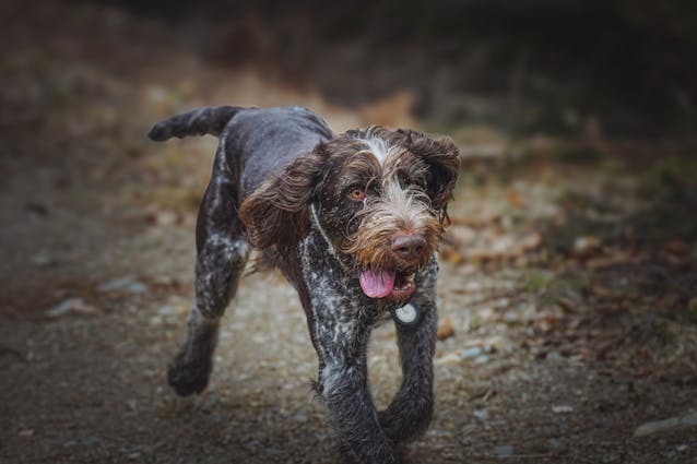 Raising German Wirehaired Pointer Puppies: Essential Guide