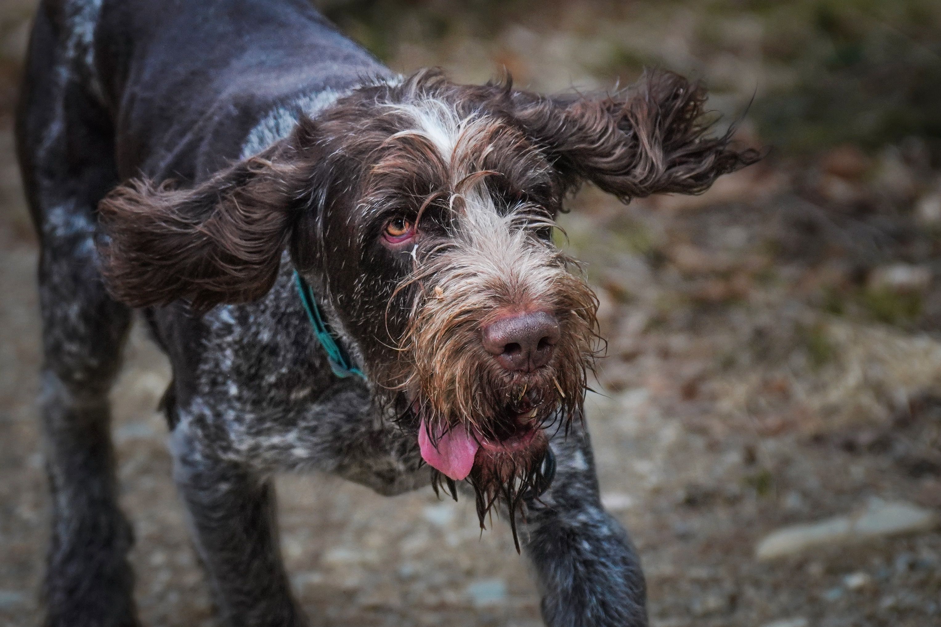 Schnauzer Dog · Free Stock Photo