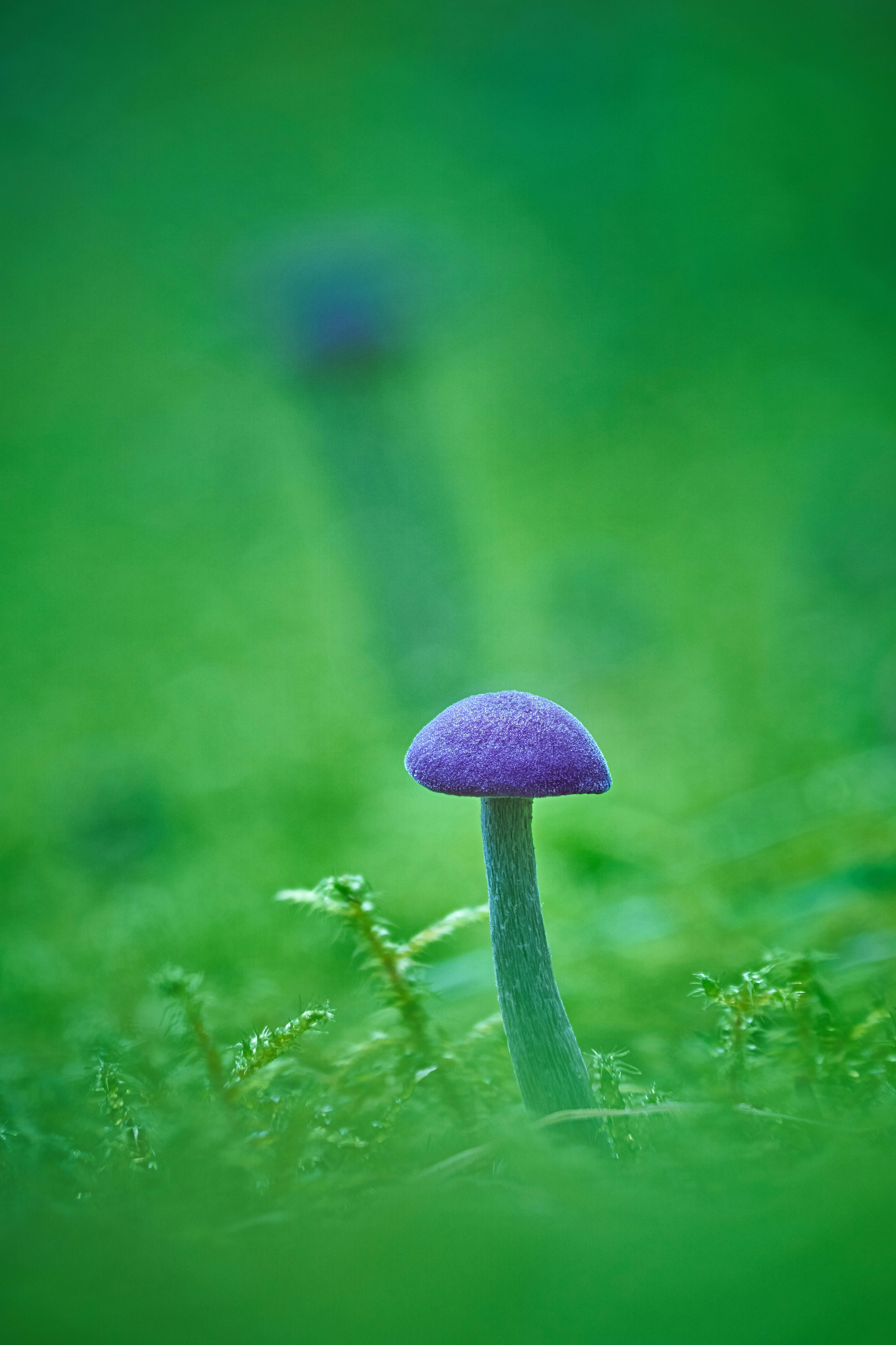 Hongo Morado En Un Exuberante Bosque Verde · Foto de stock gratuita