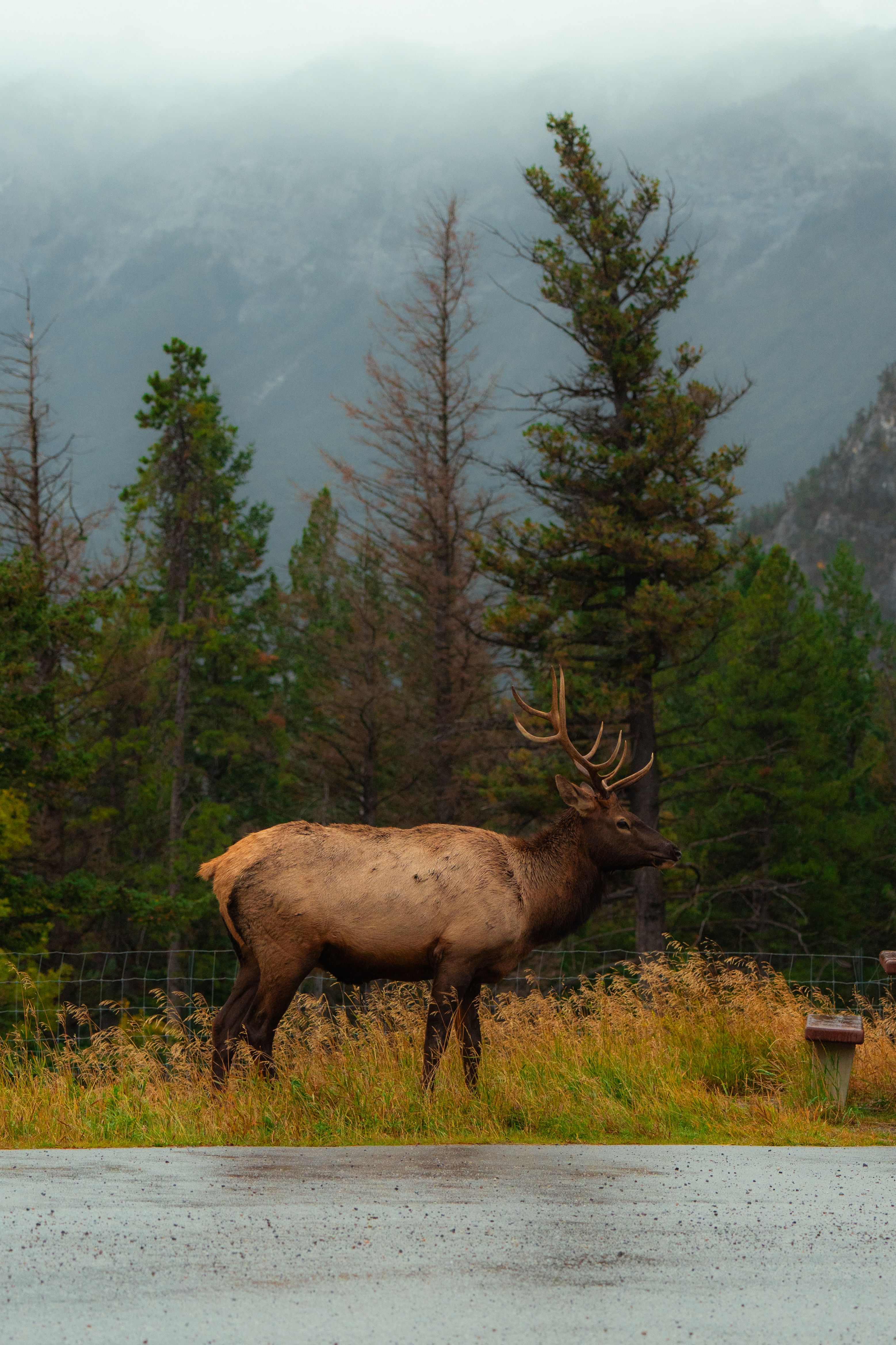 Majestic Elk in Misty Mountain Landscape · Free Stock Photo