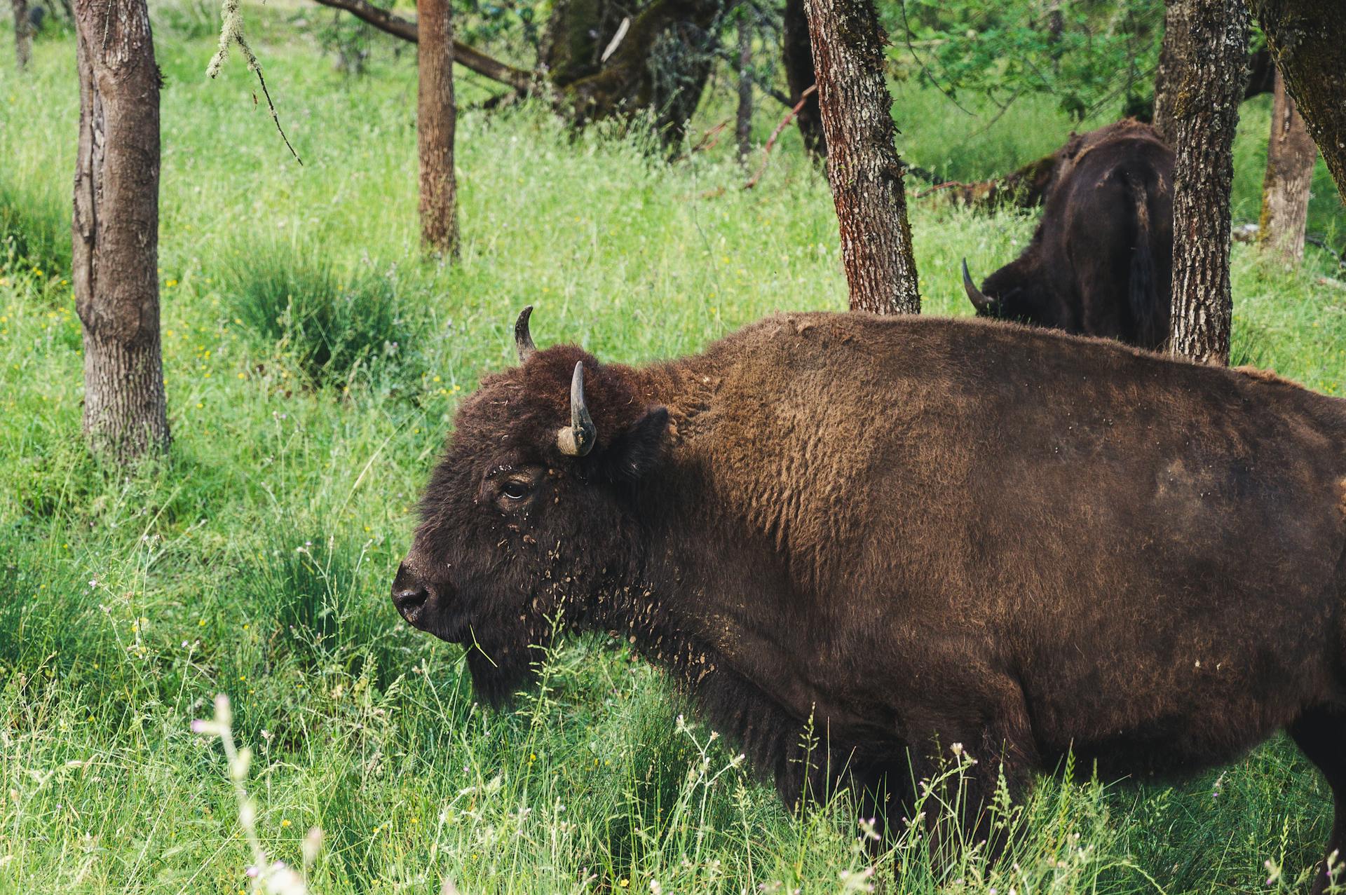 Buffalo Bison Animal Overview and Habitat Insights