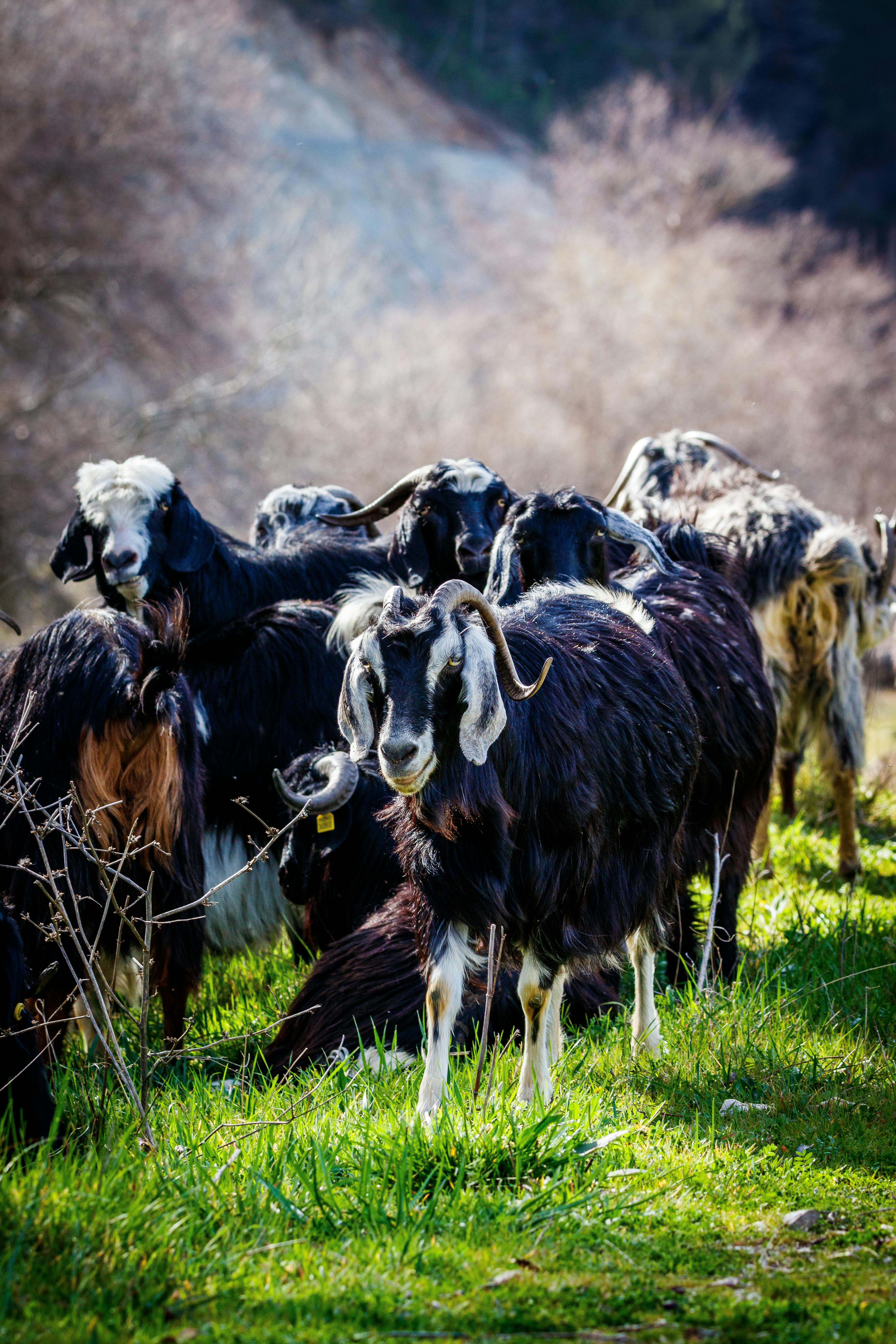 Group of Long-Haired Goats Grazing Outdoors · Free Stock Photo