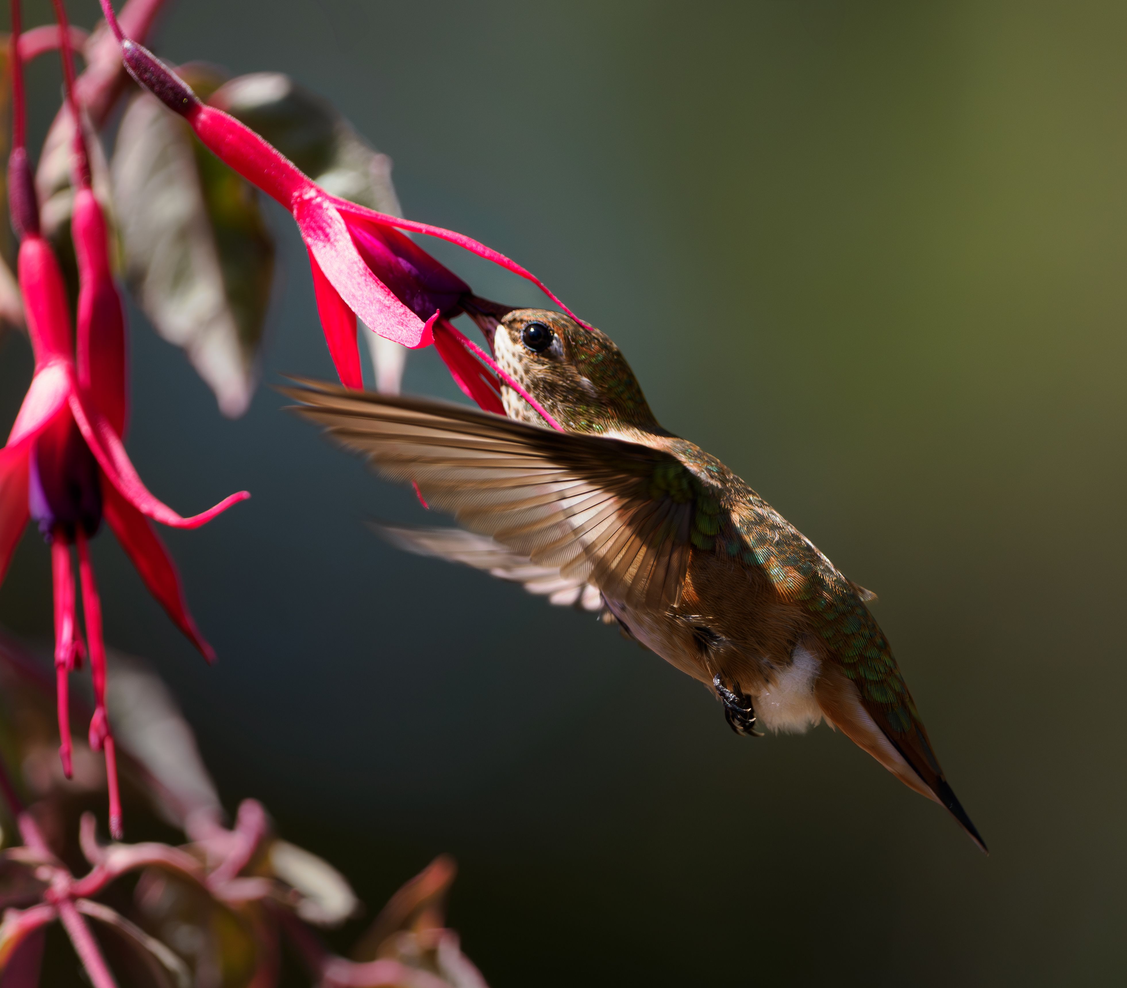Focus Photography of Flying Hummingbird · Free Stock Photo