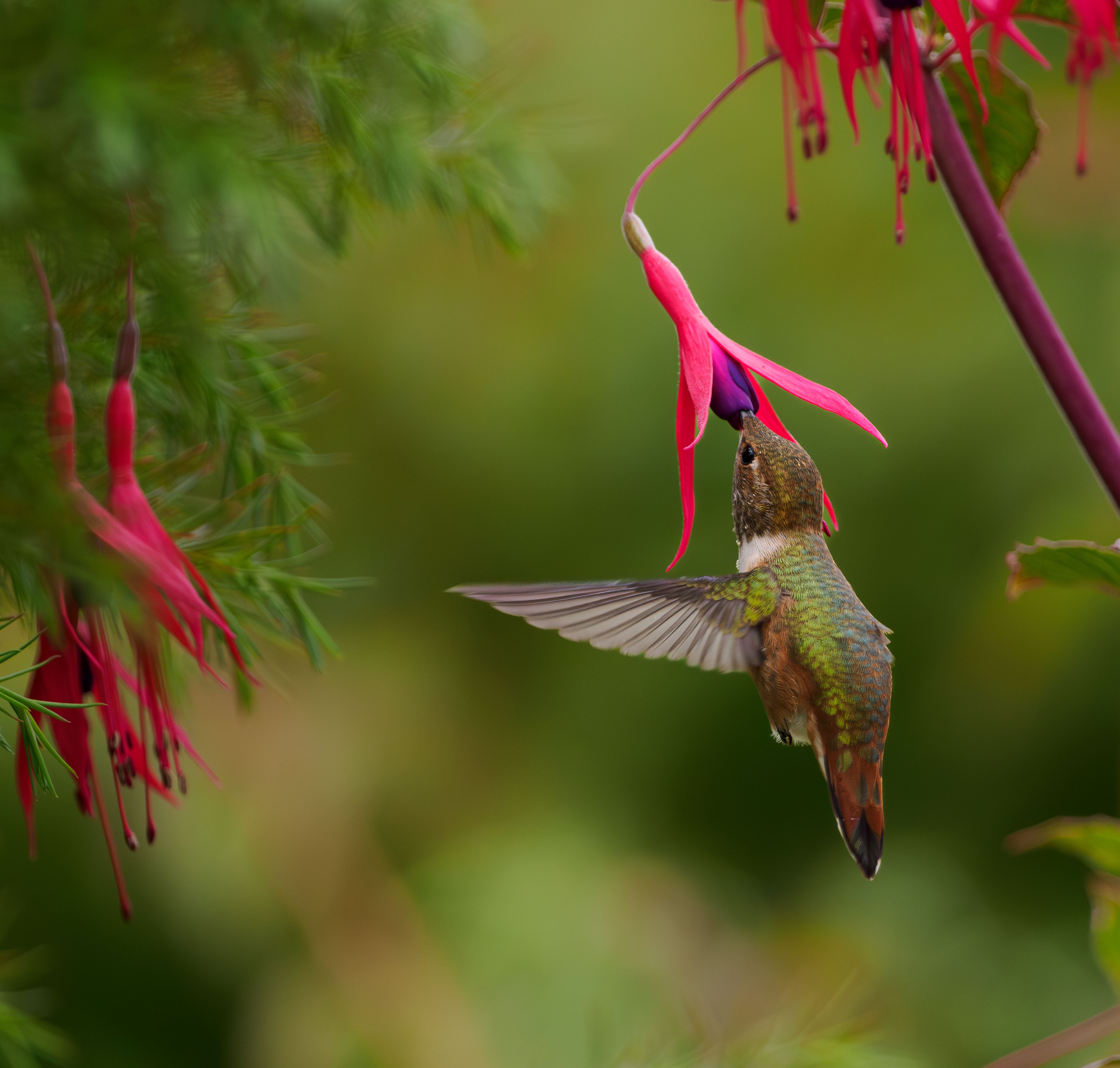 Hummingbird feeding on vibrant fuchsia flowers · Free Stock Photo