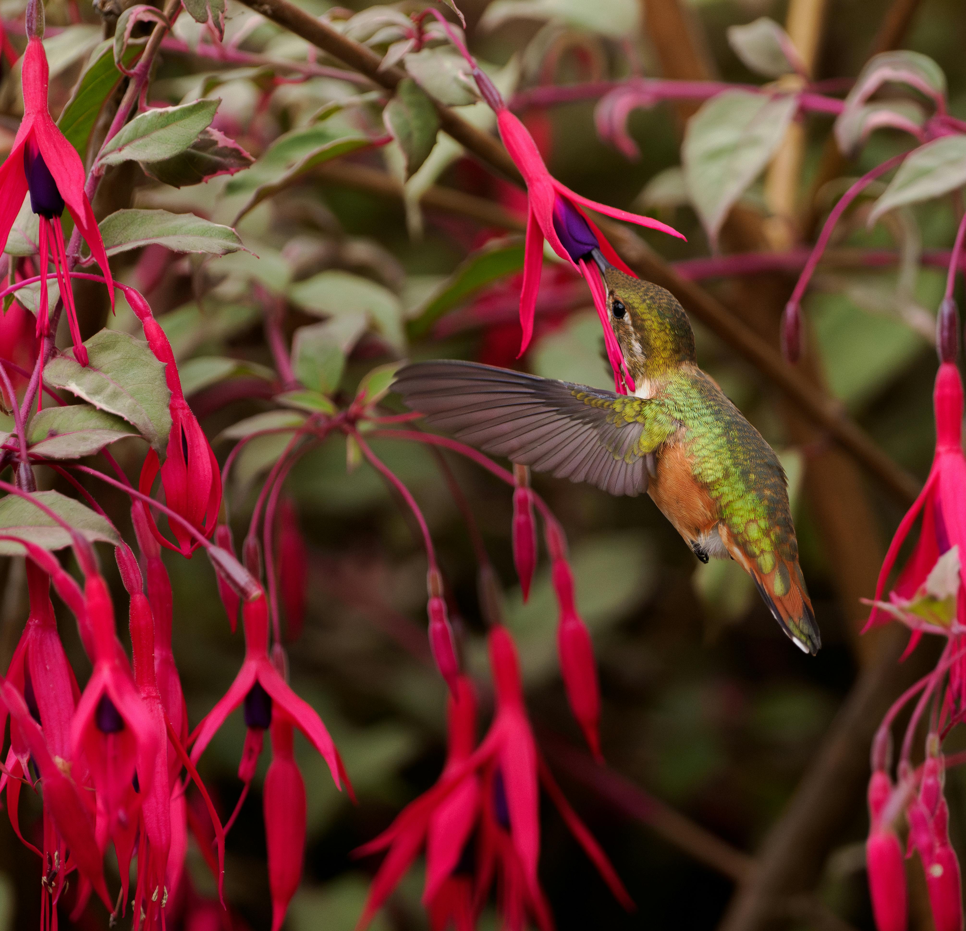 Vibrant Hummingbird Feeding on Fuchsia Flowers · Free Stock Photo