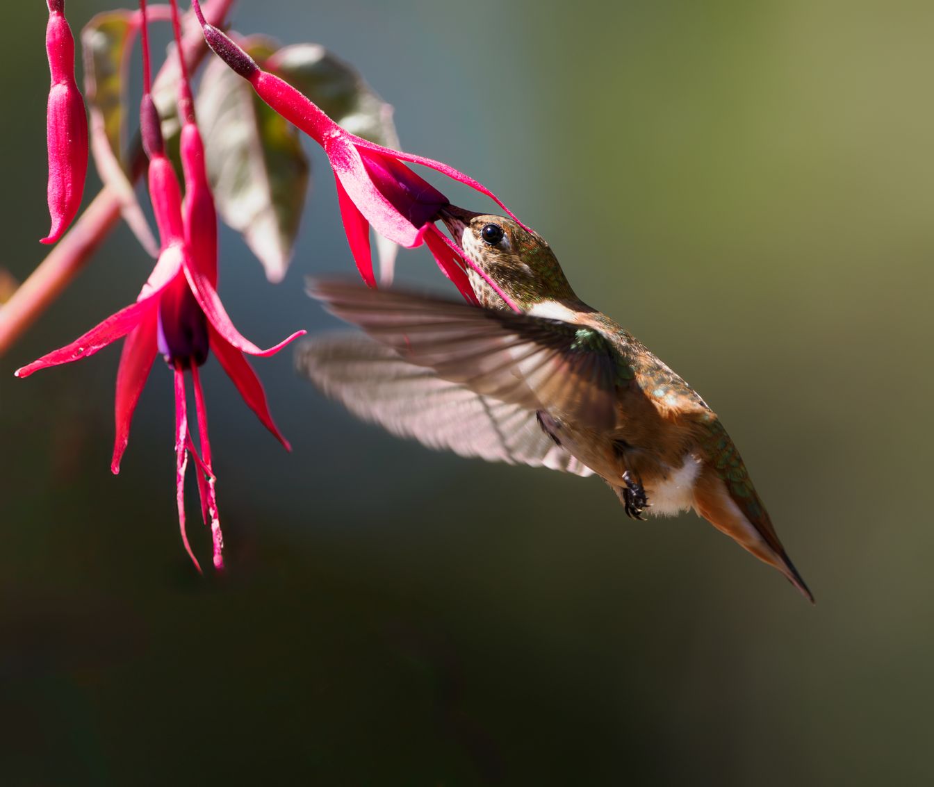 Fushia Color: History, Meaning, and Why It Appeals to Humans