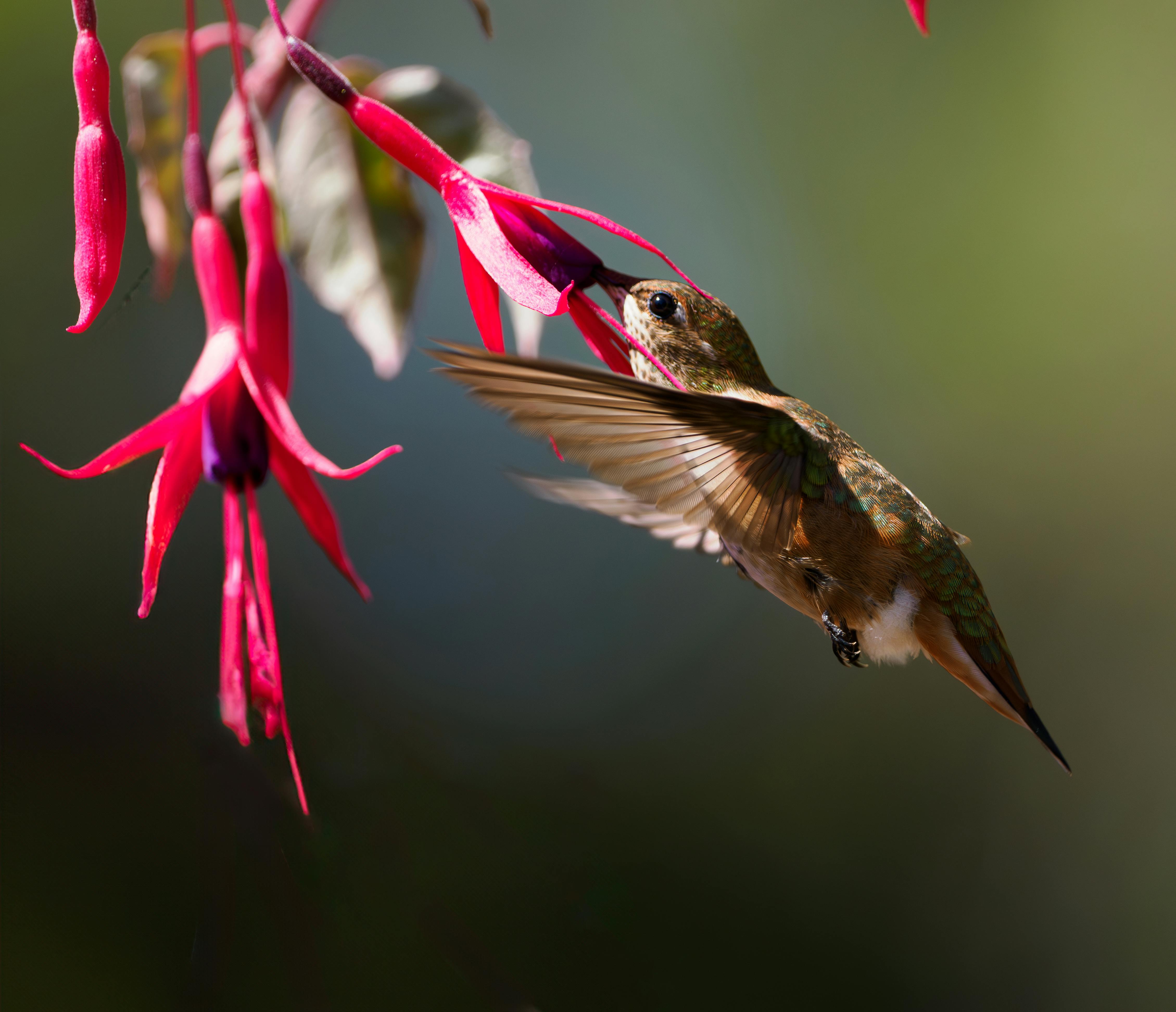 Hummingbird Sipping Nectar from Fuchsia Flowers · Free Stock Photo