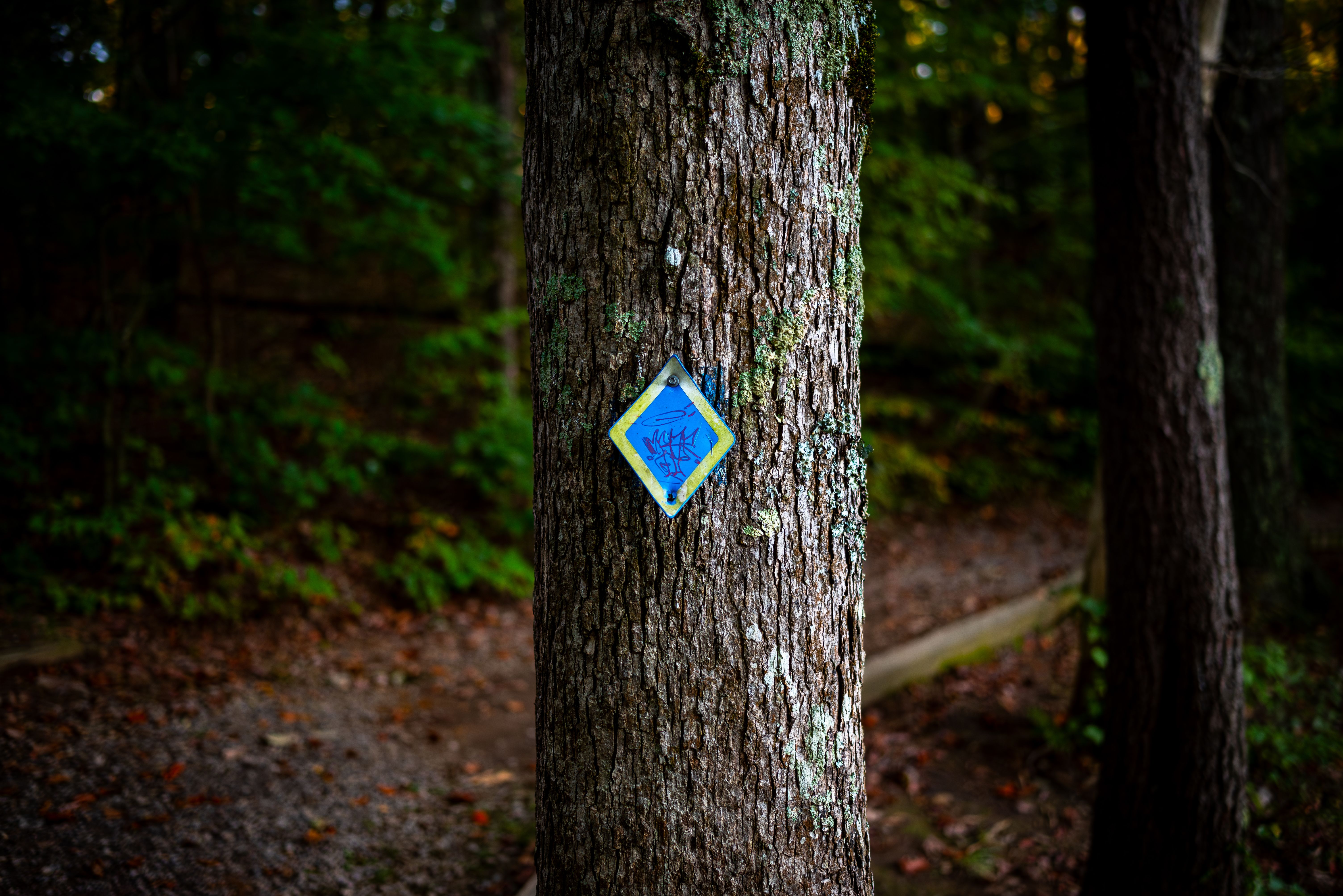 Tree with Blue Trail Marker in Forest Setting · Free Stock Photo