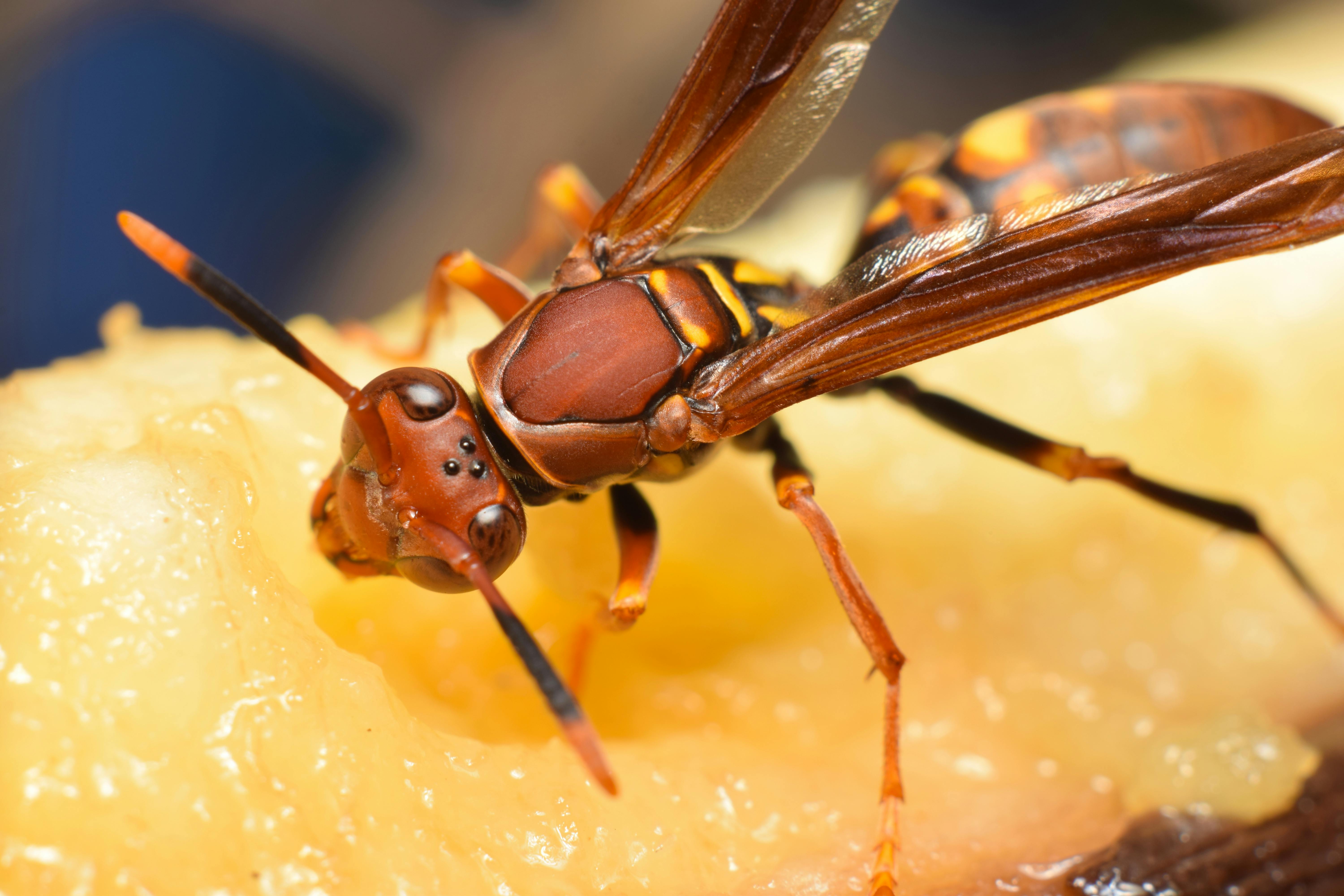 Close-up of a Common Paper Wasp Eating Fruit · Free Stock Photo