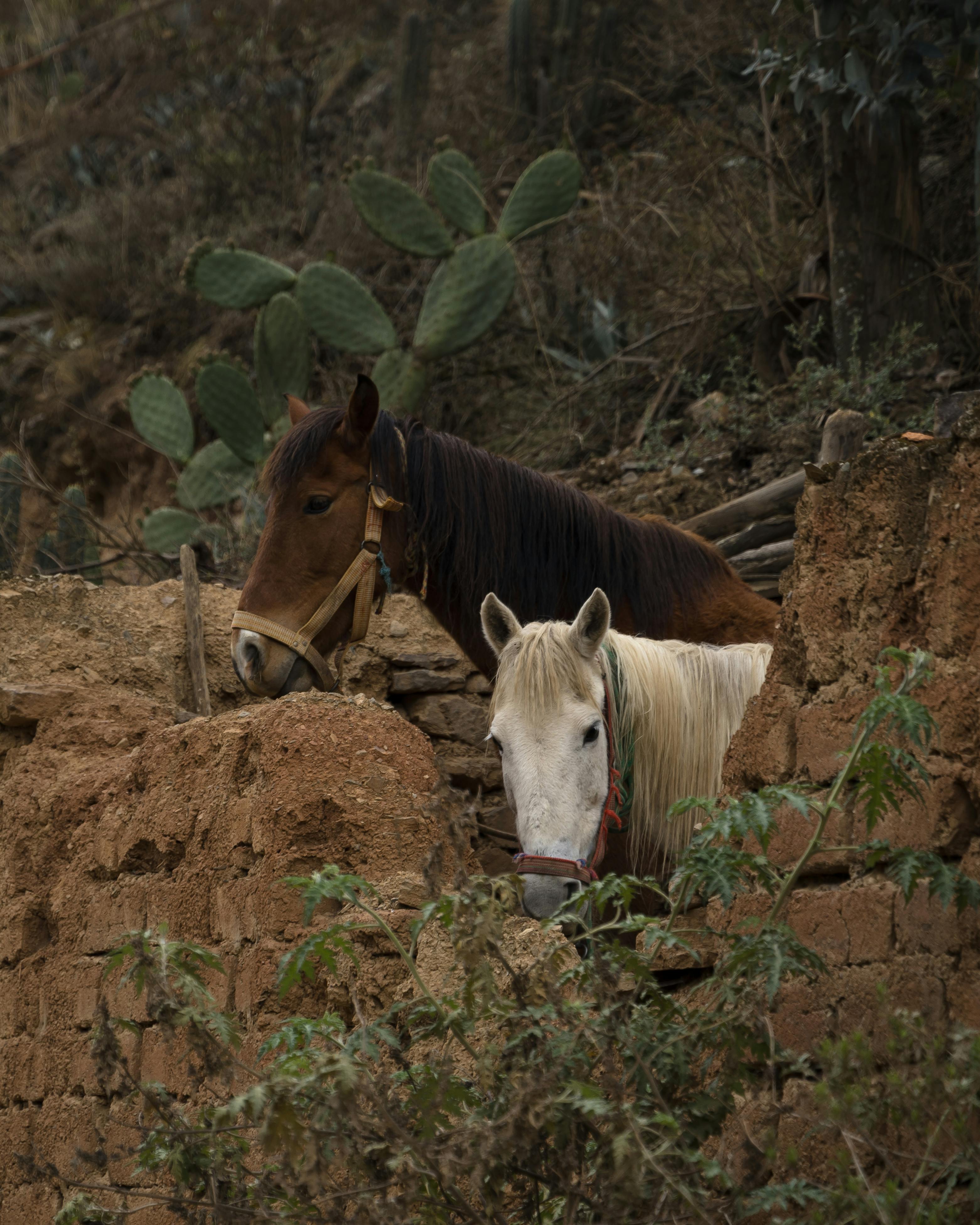 Two Horses Peering Over Rustic Mud Wall · Free Stock Photo