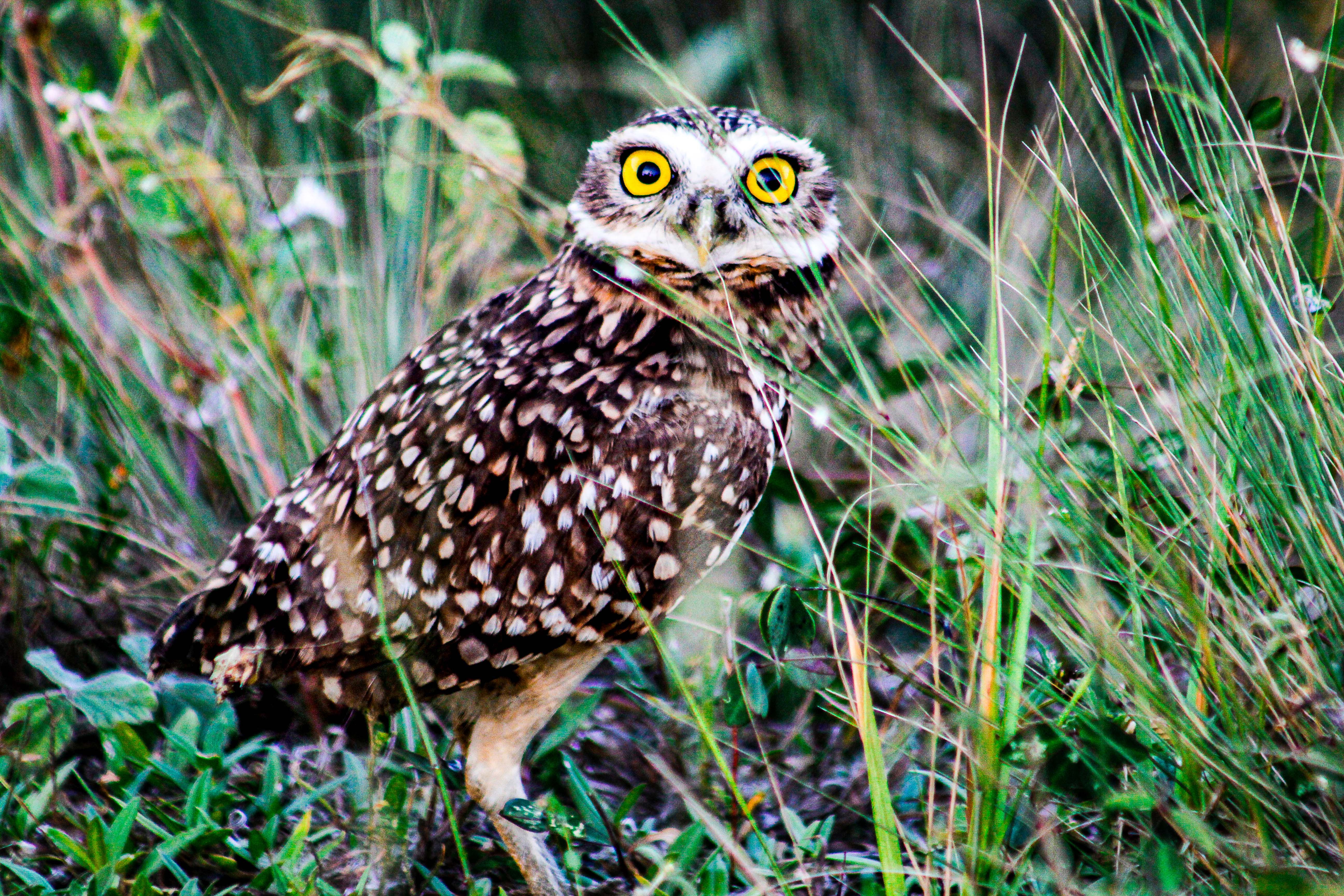 Burrowing Owl in Natural Habitat, Natal Brazil · Free Stock Photo