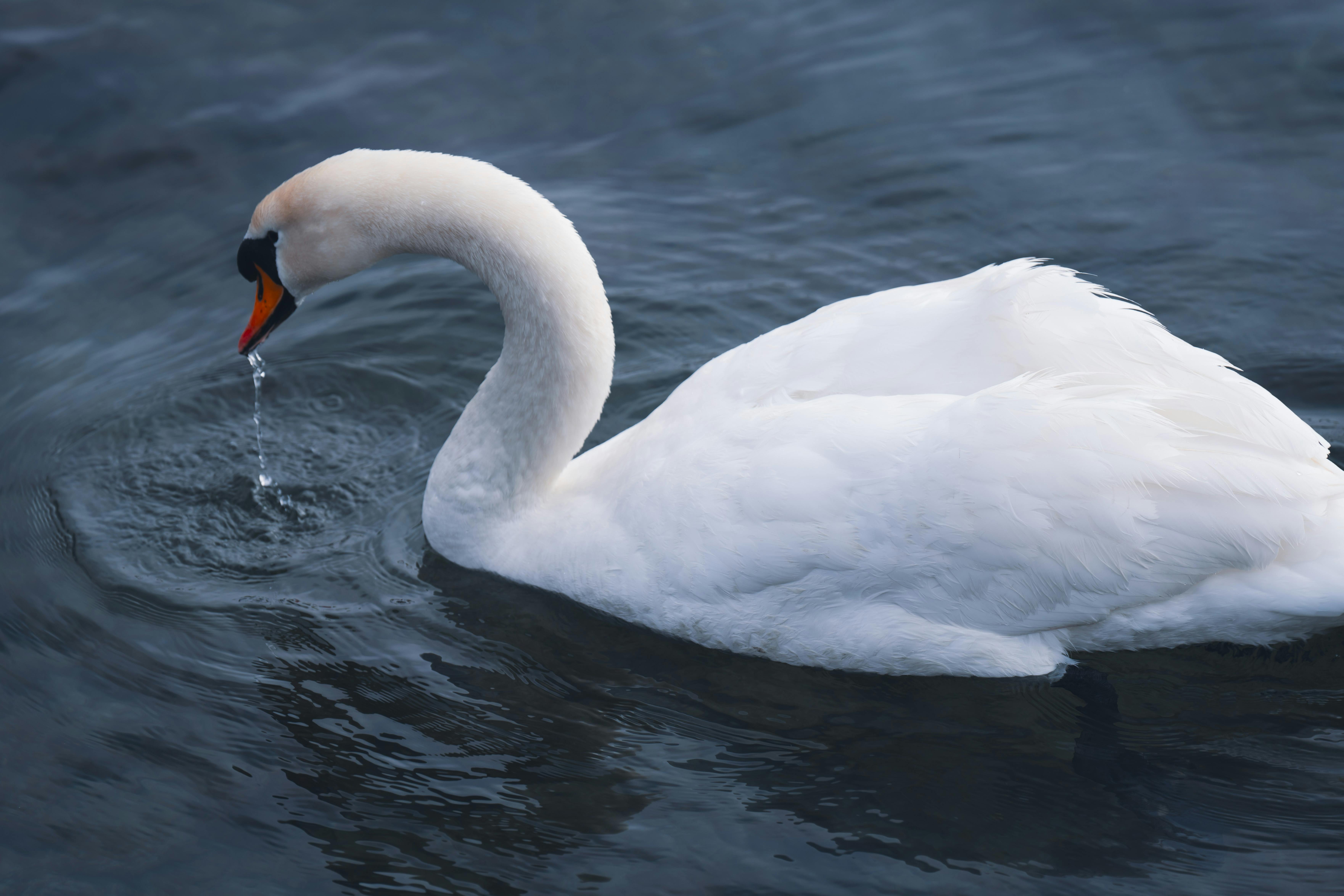 Begging For Water Photos, Download The BEST Free Begging For Water ...