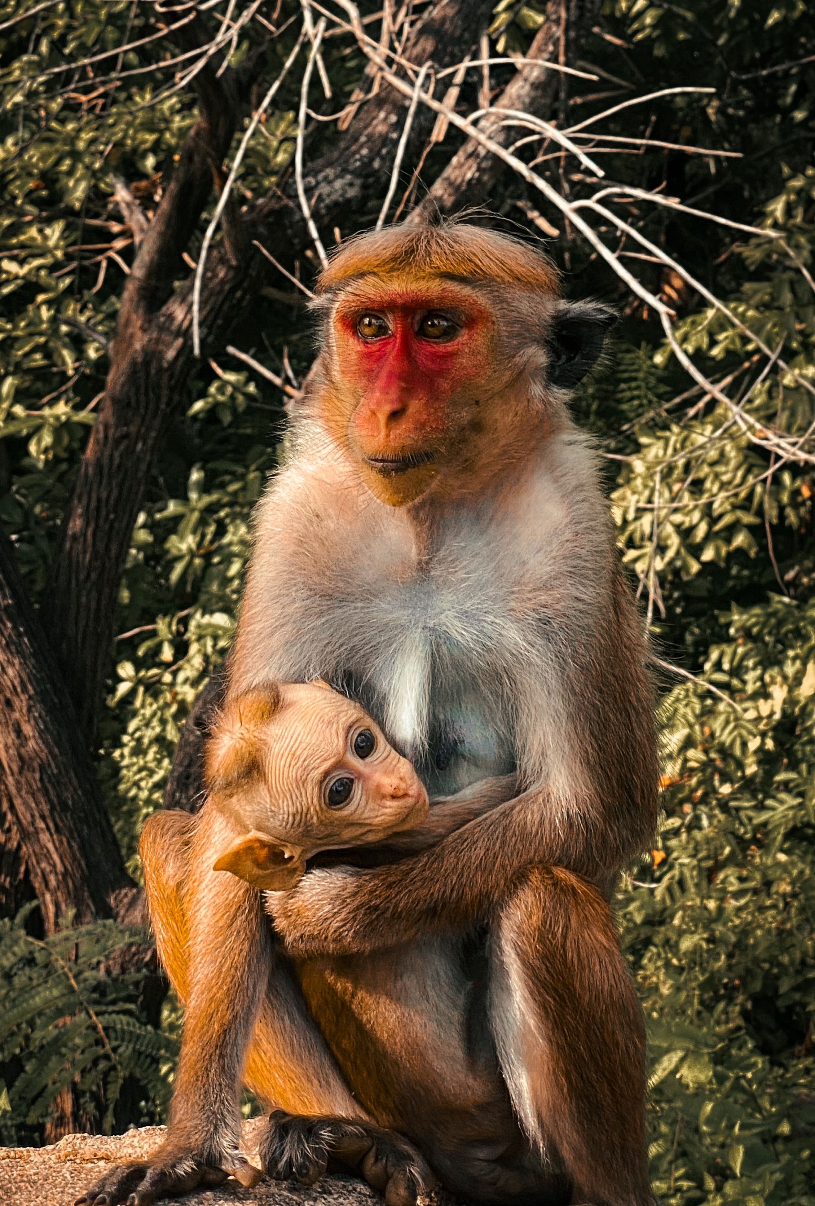 Toque Macaque Mother and Baby in Anuradhapura · Free Stock Photo