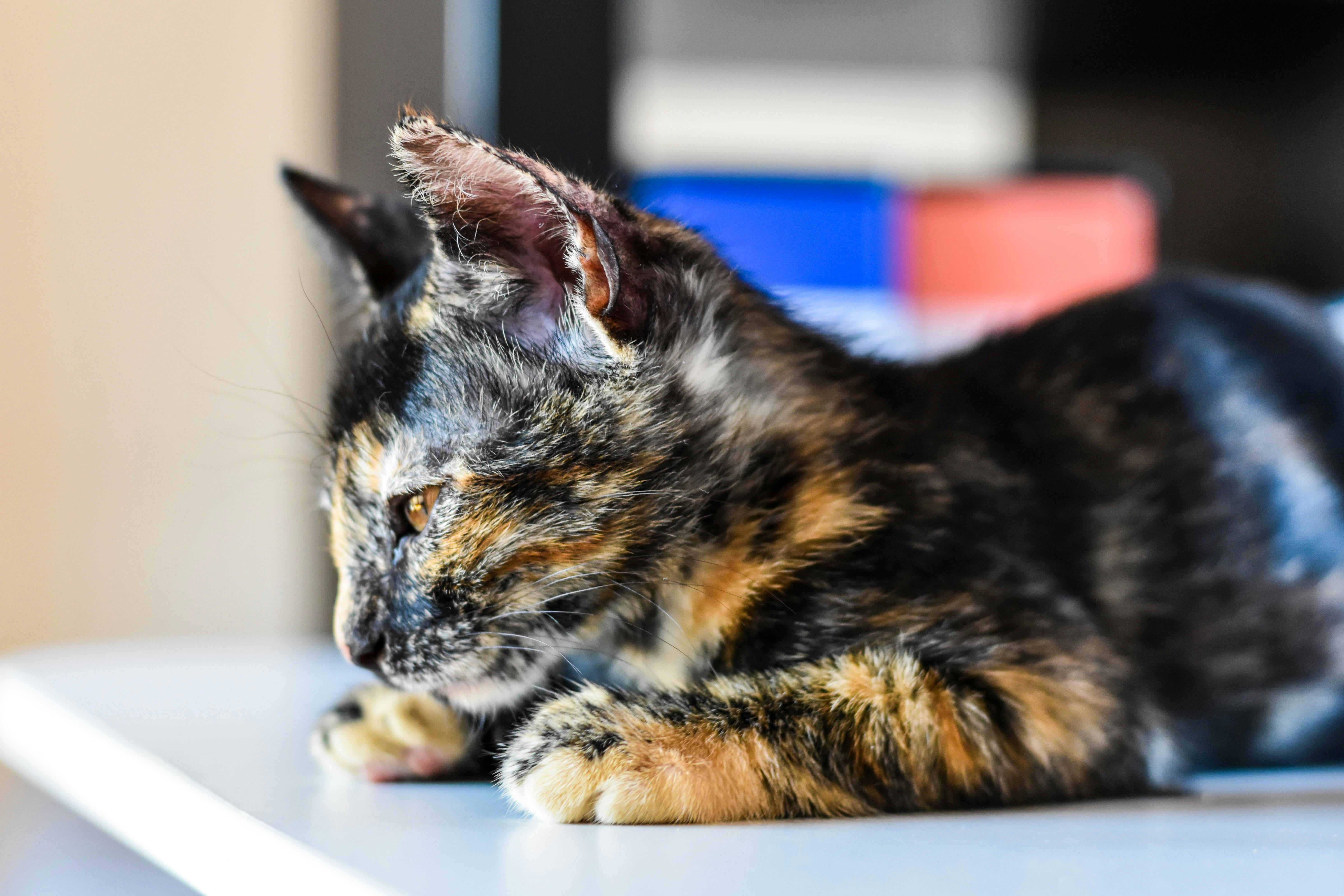 Close-Up of Colorful Kitten Relaxing Indoors · Free Stock Photo