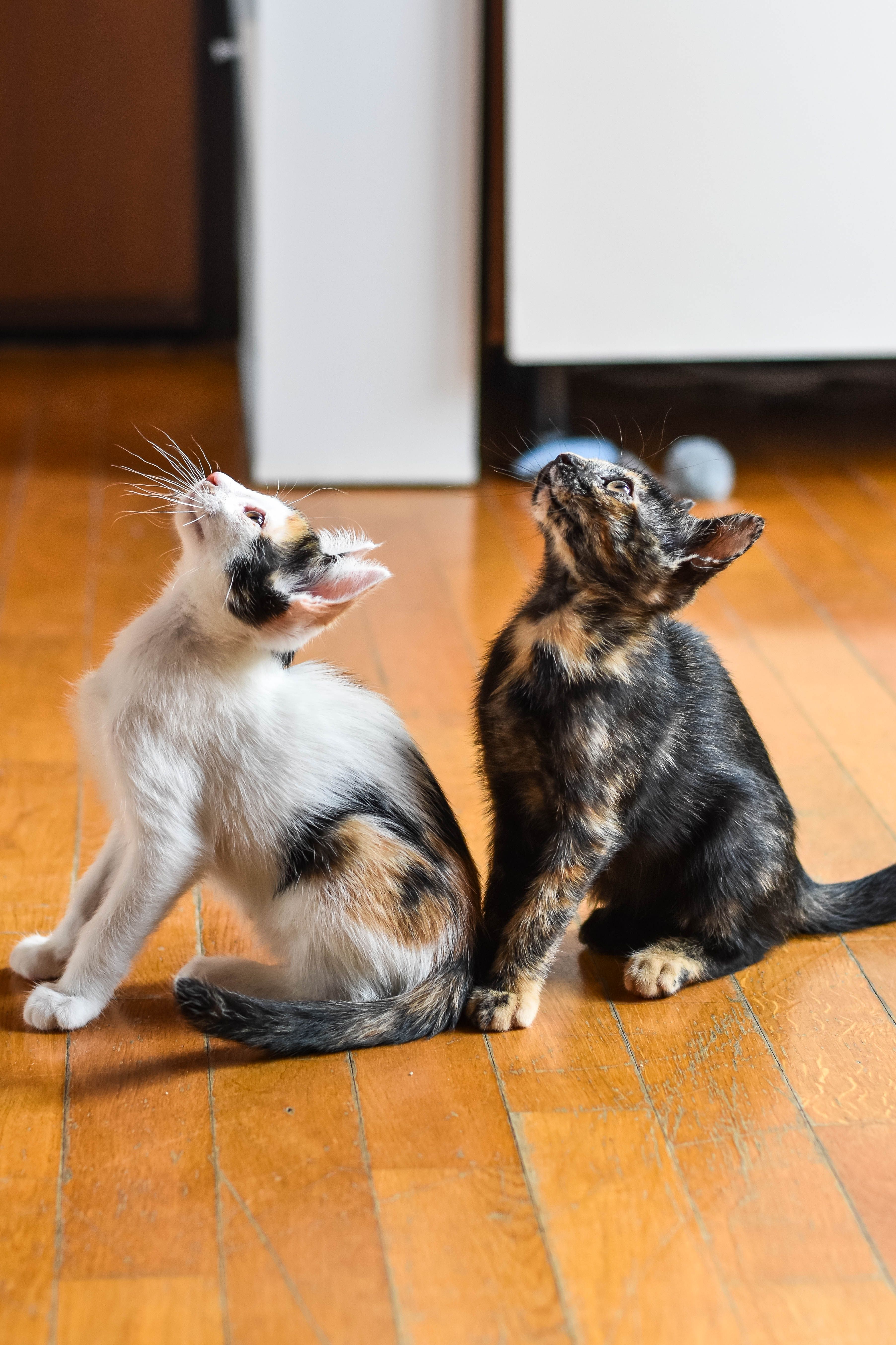 Adorables Gatitos Jugando En El Suelo De Madera · Foto de stock gratuita