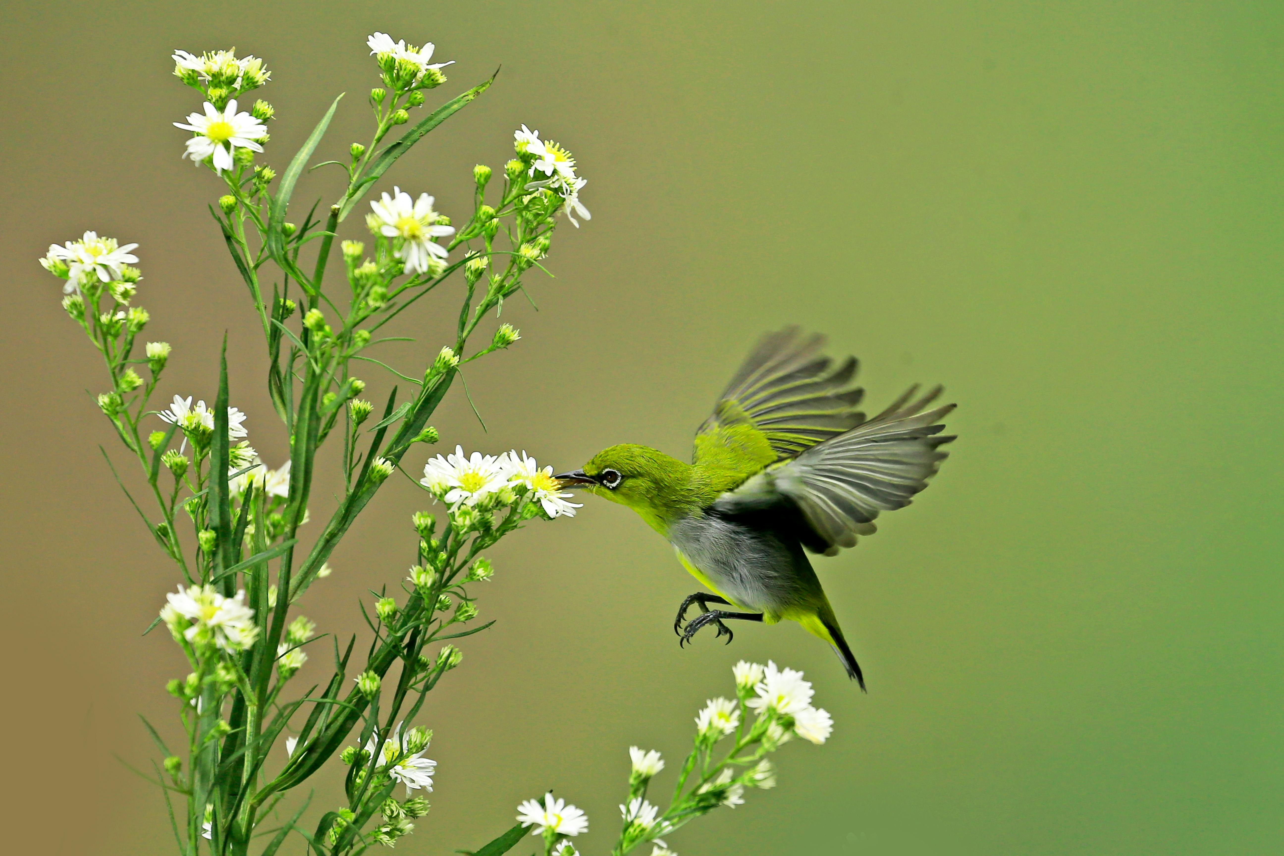 Daisy Flying Photos, Download The BEST Free Daisy Flying Stock Photos ...