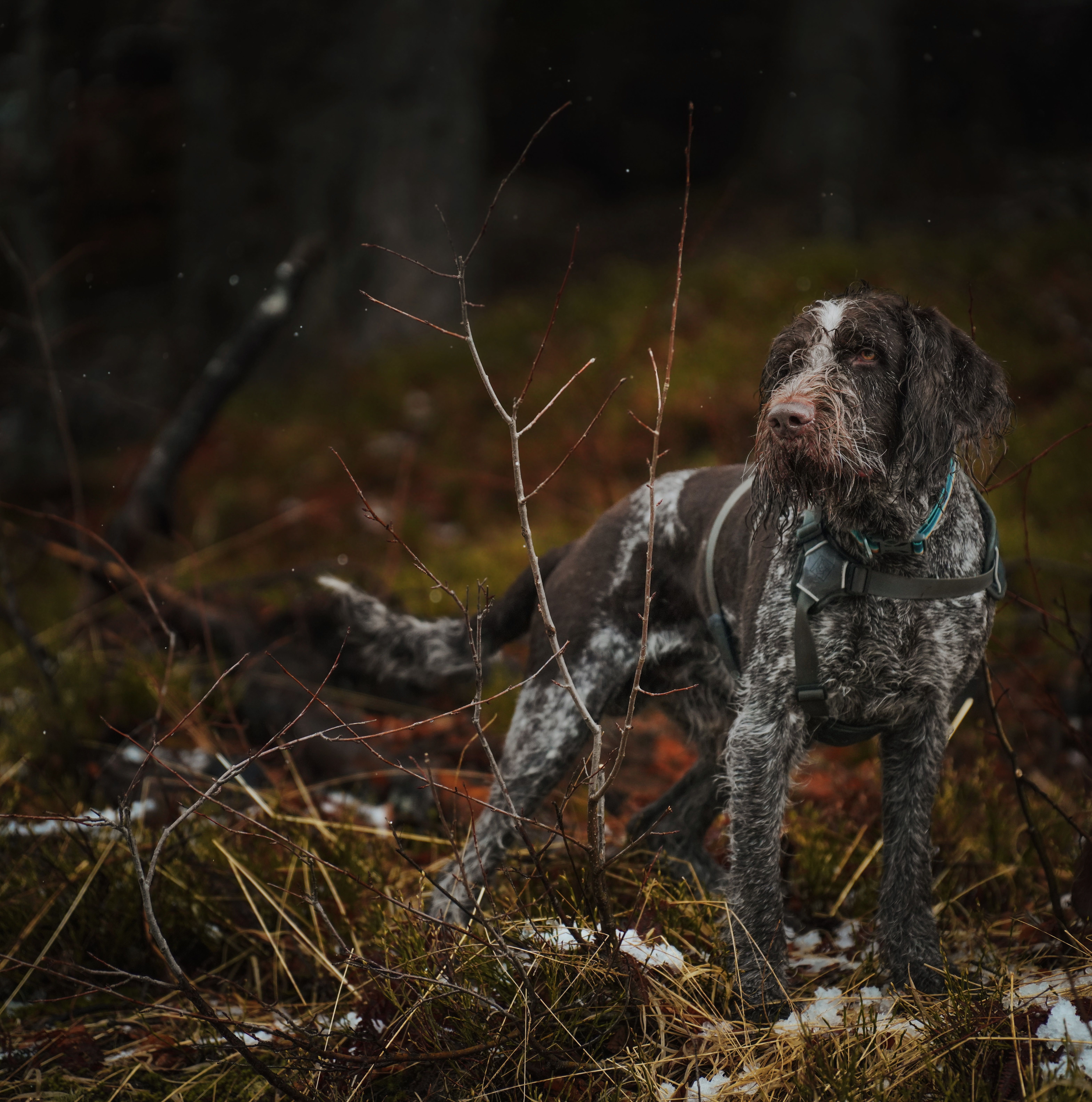 Wirehaired Hunting Dog in a Forest Setting · Free Stock Photo