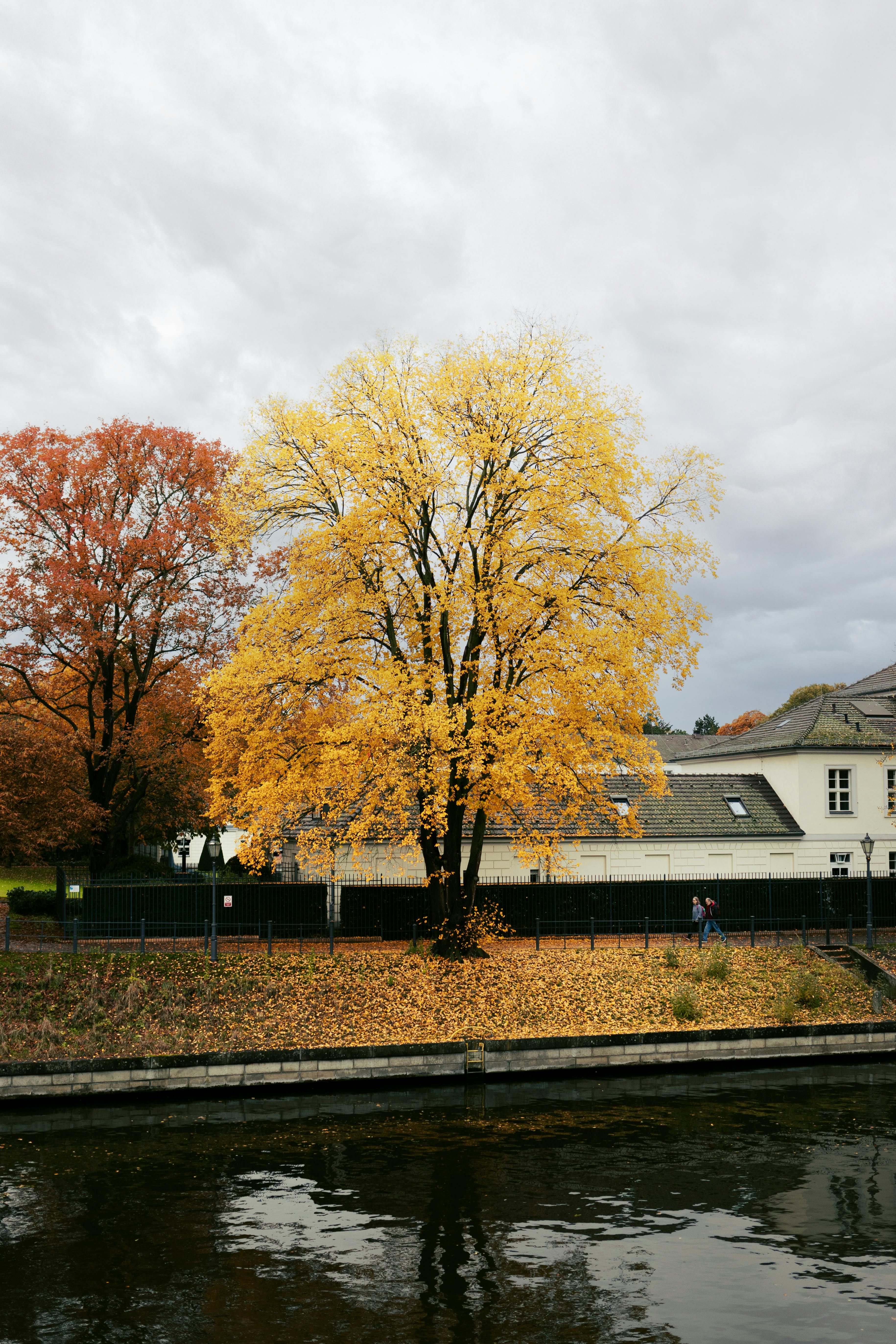 Golden Autumn Tree by Canal in Berlin · Free Stock Photo