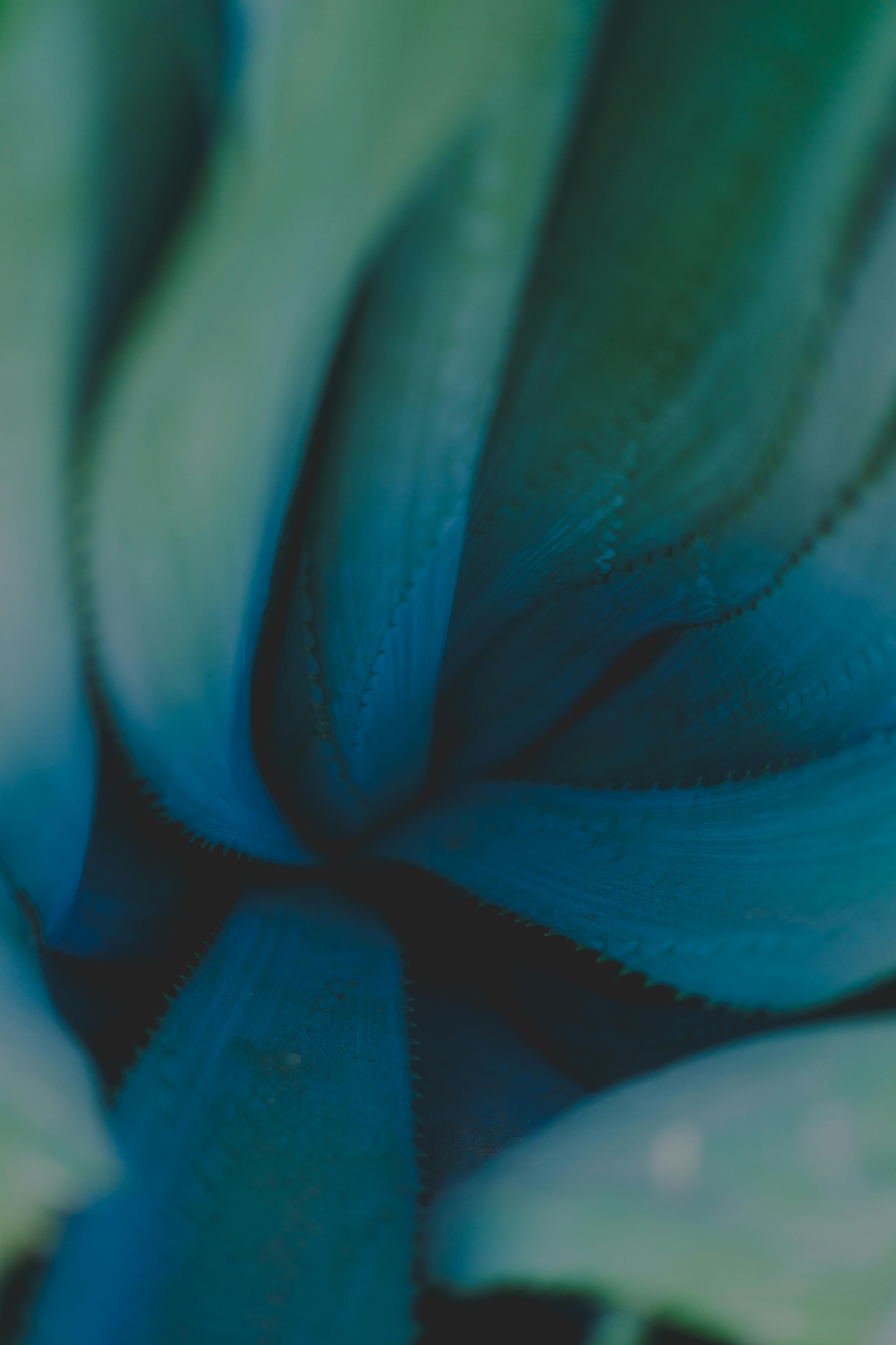 Close-Up of Vibrant Blue Agave Plant Leaves · Free Stock Photo