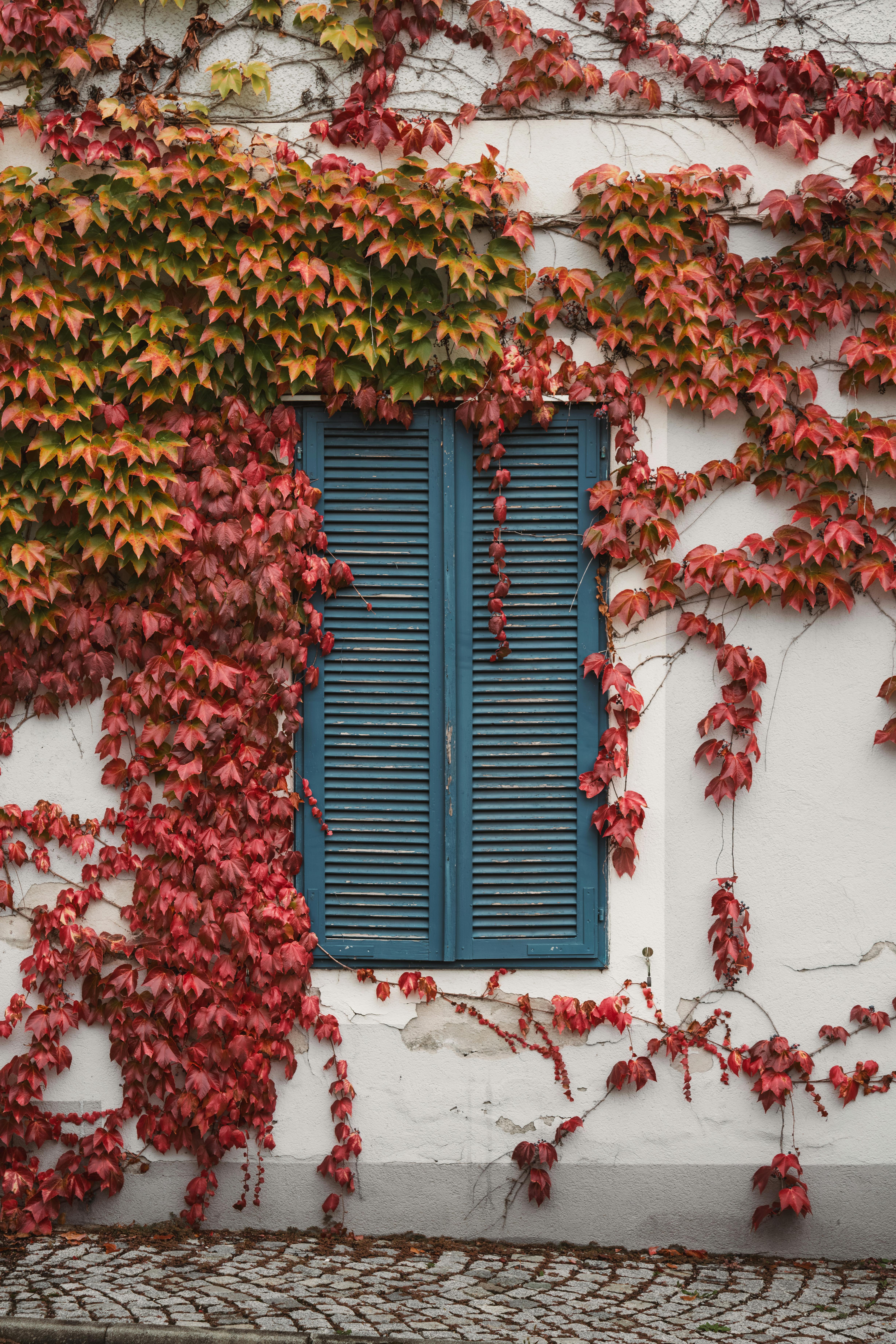 Autumn Ivy on House Wall with Blue Shutters · Free Stock Photo
