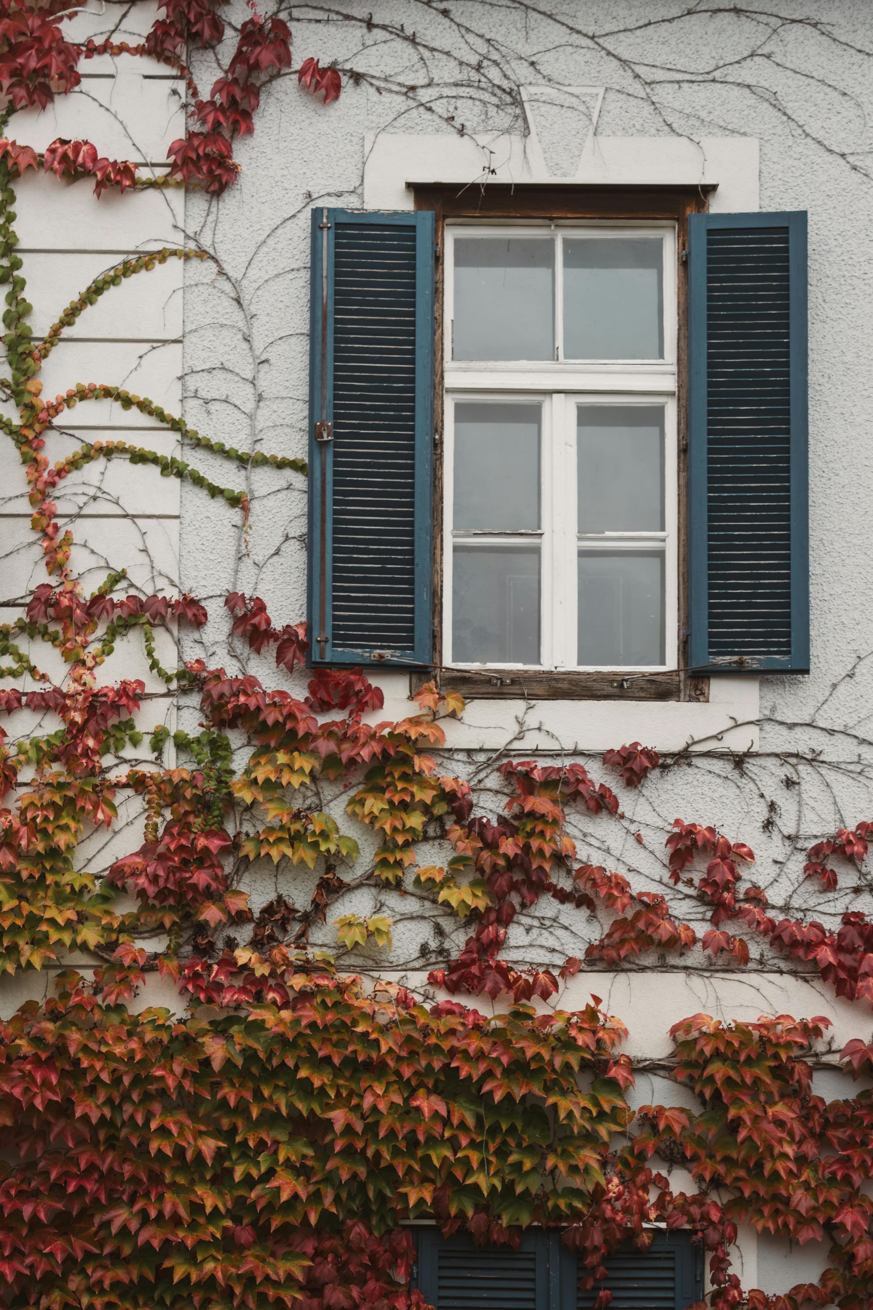 Autumn Vines Climbing a Shuttered Window · Free Stock Photo