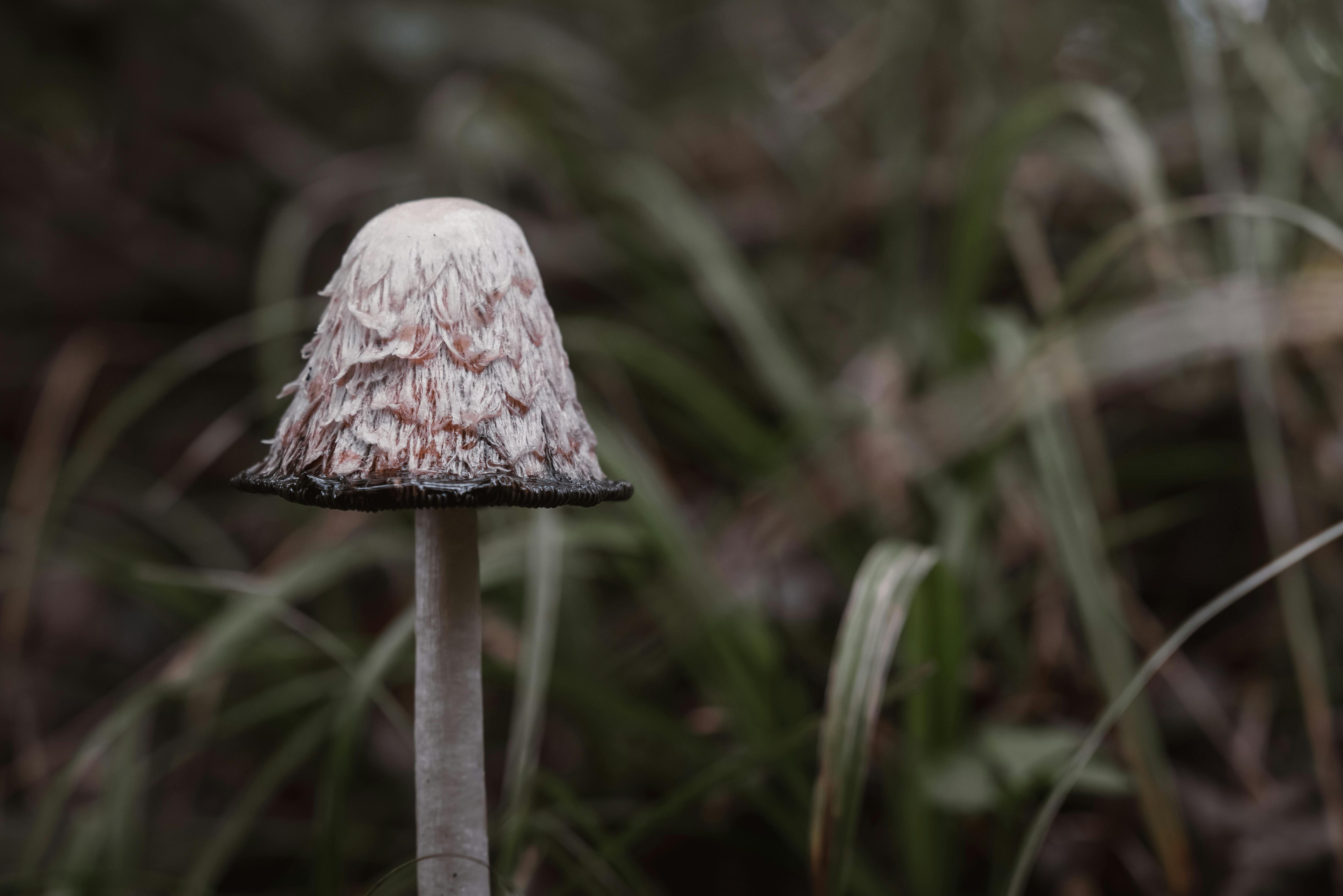 Close-up of a Shaggy Ink Cap Mushroom in Nature · Free Stock Photo