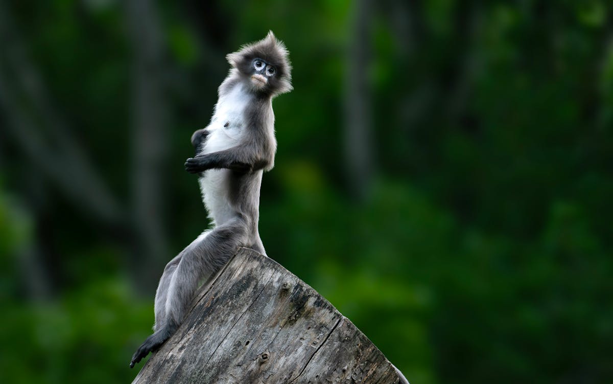 4k Monkey Wallpaper Photos, Download The BEST Free 4k Monkey Wallpaper ...