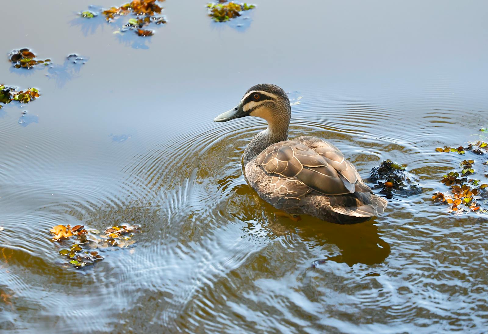 Duck Images Photos, Download The BEST Free Duck Images Stock Photos ...