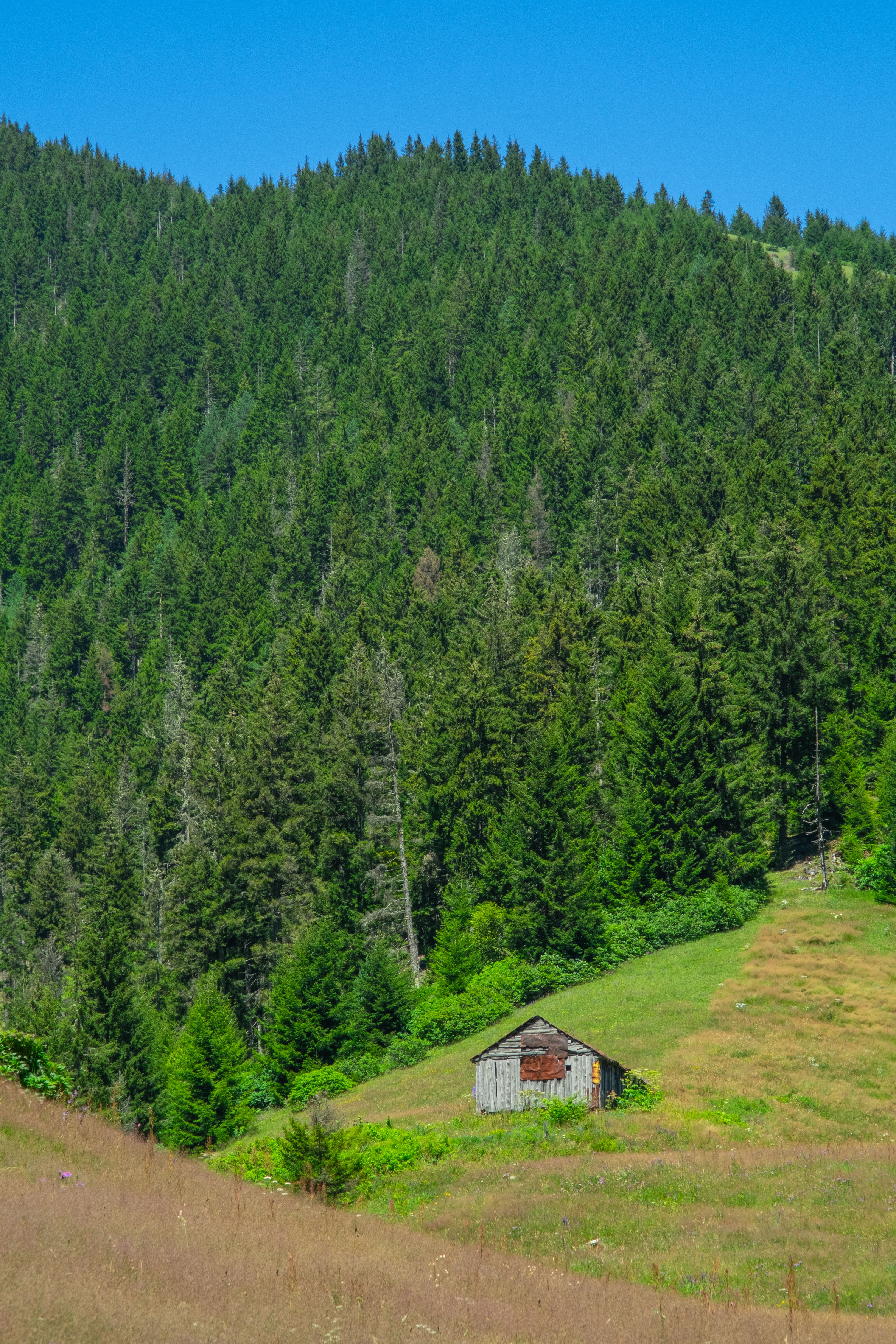 Serene Cabin in Lush Forest Landscape · Free Stock Photo