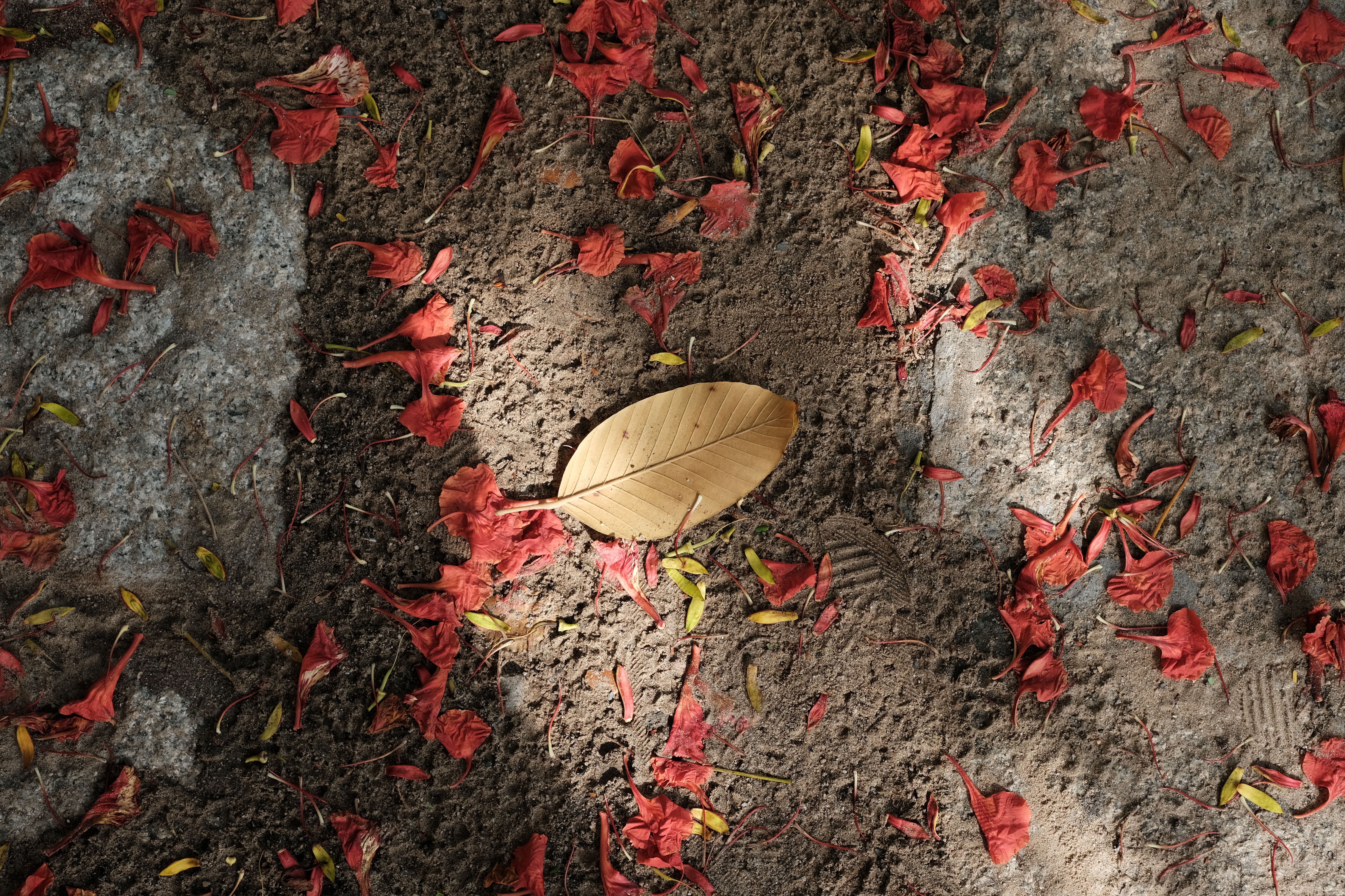 Autumn Leaf Surrounded by Fallen Petals on Soil · Free Stock Photo