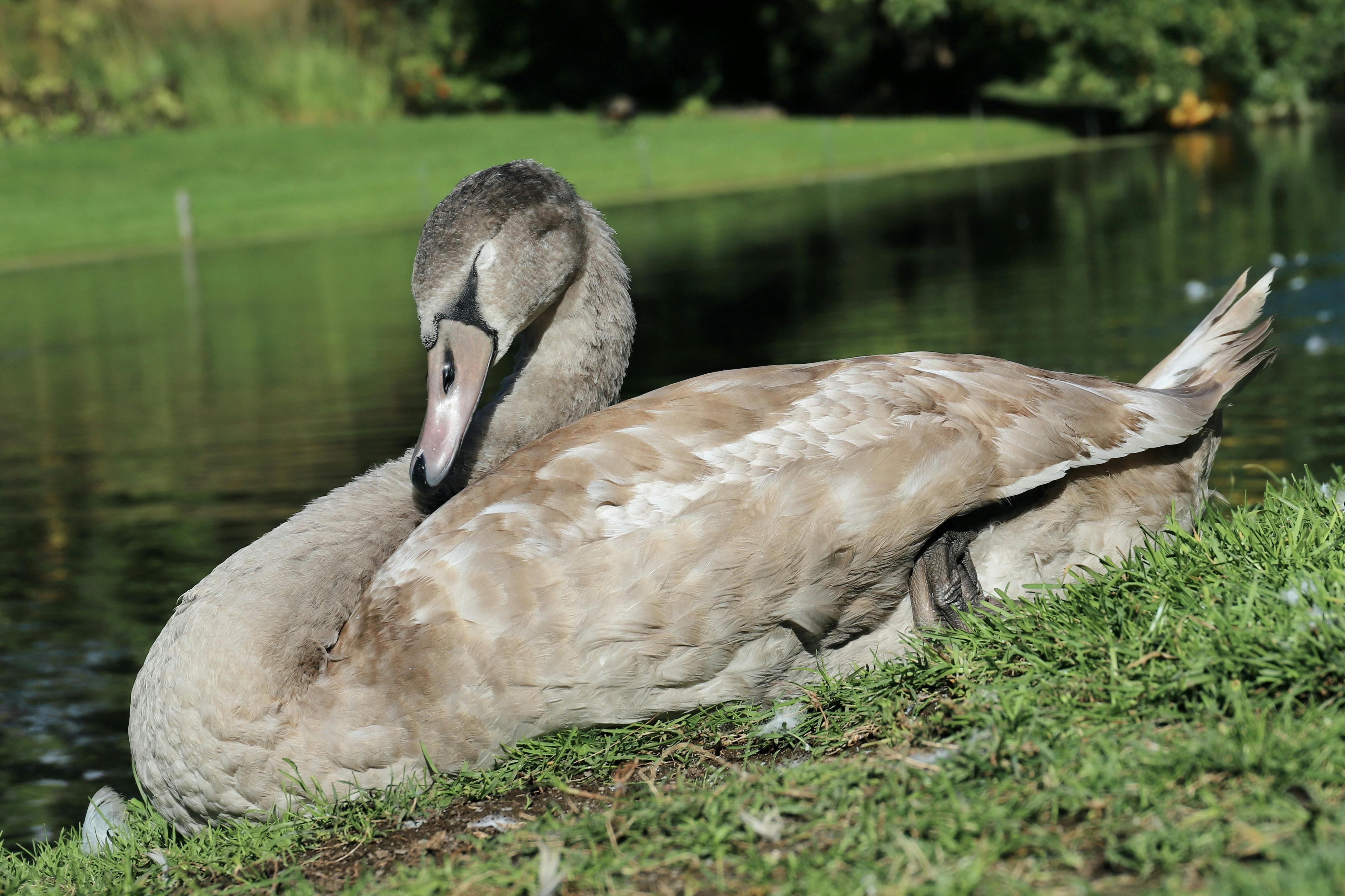 Young Swan Resting by a Peaceful Lake · Free Stock Photo