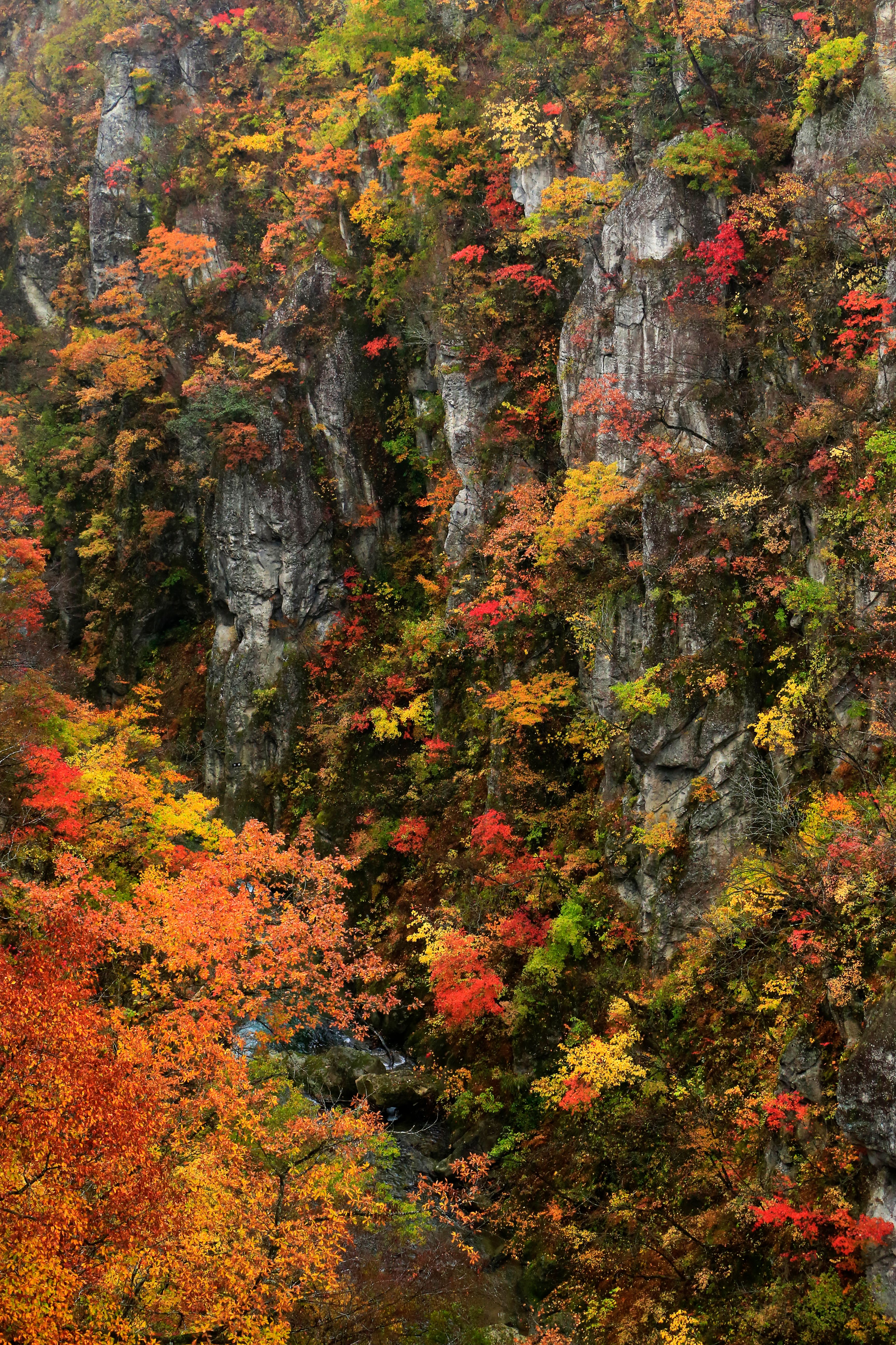 Colorful Autumn Leaves on Rocky Cliffside · Free Stock Photo