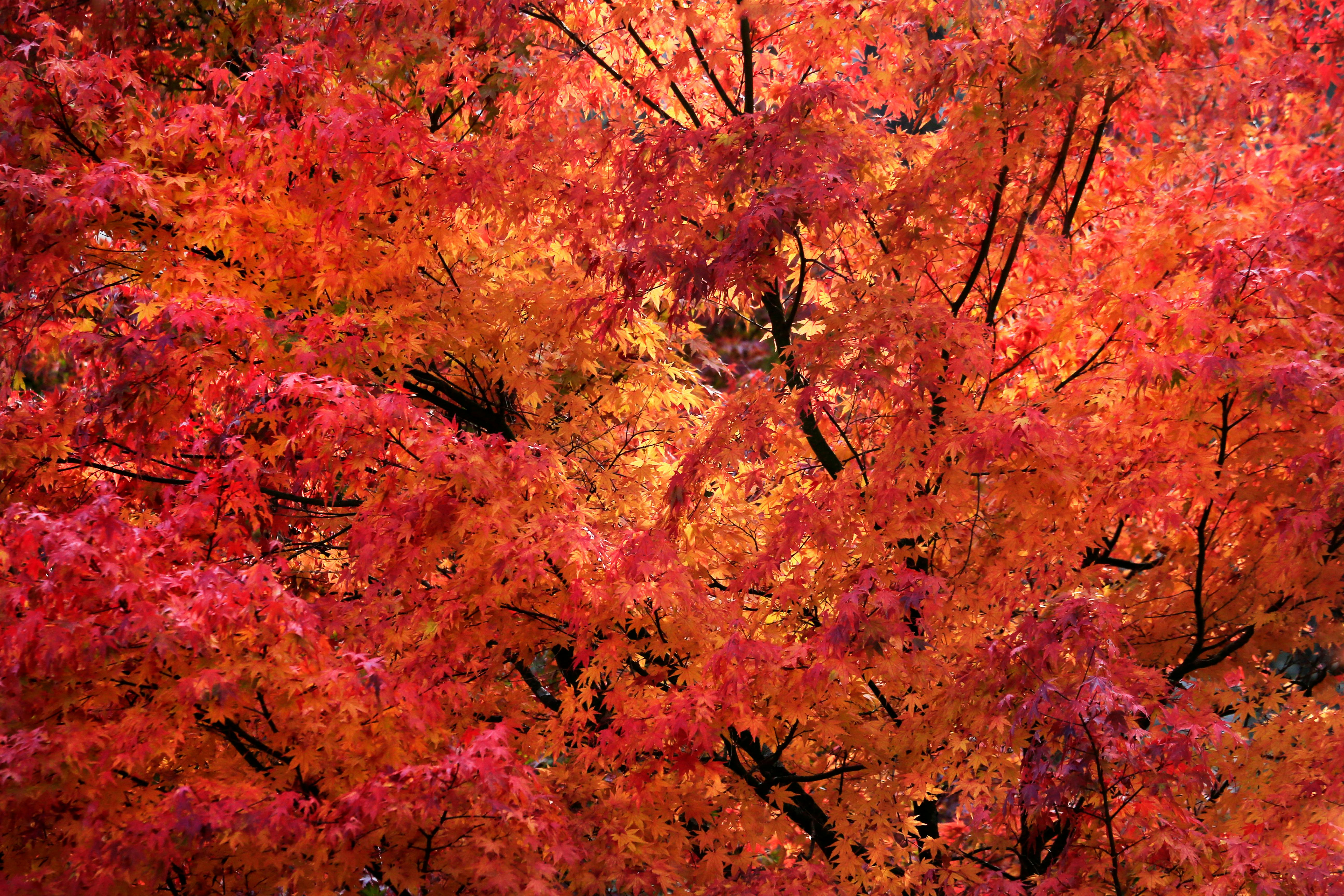 Photo of Autumn Leaves · Free Stock Photo